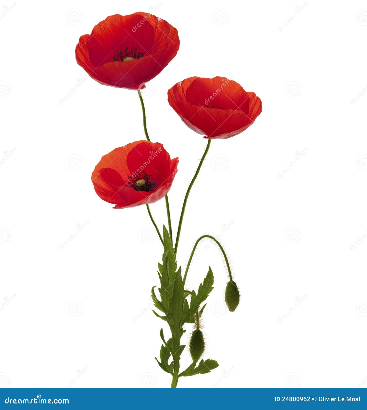 Three poppies bouquet stock photo. Image of artistic - 24800962