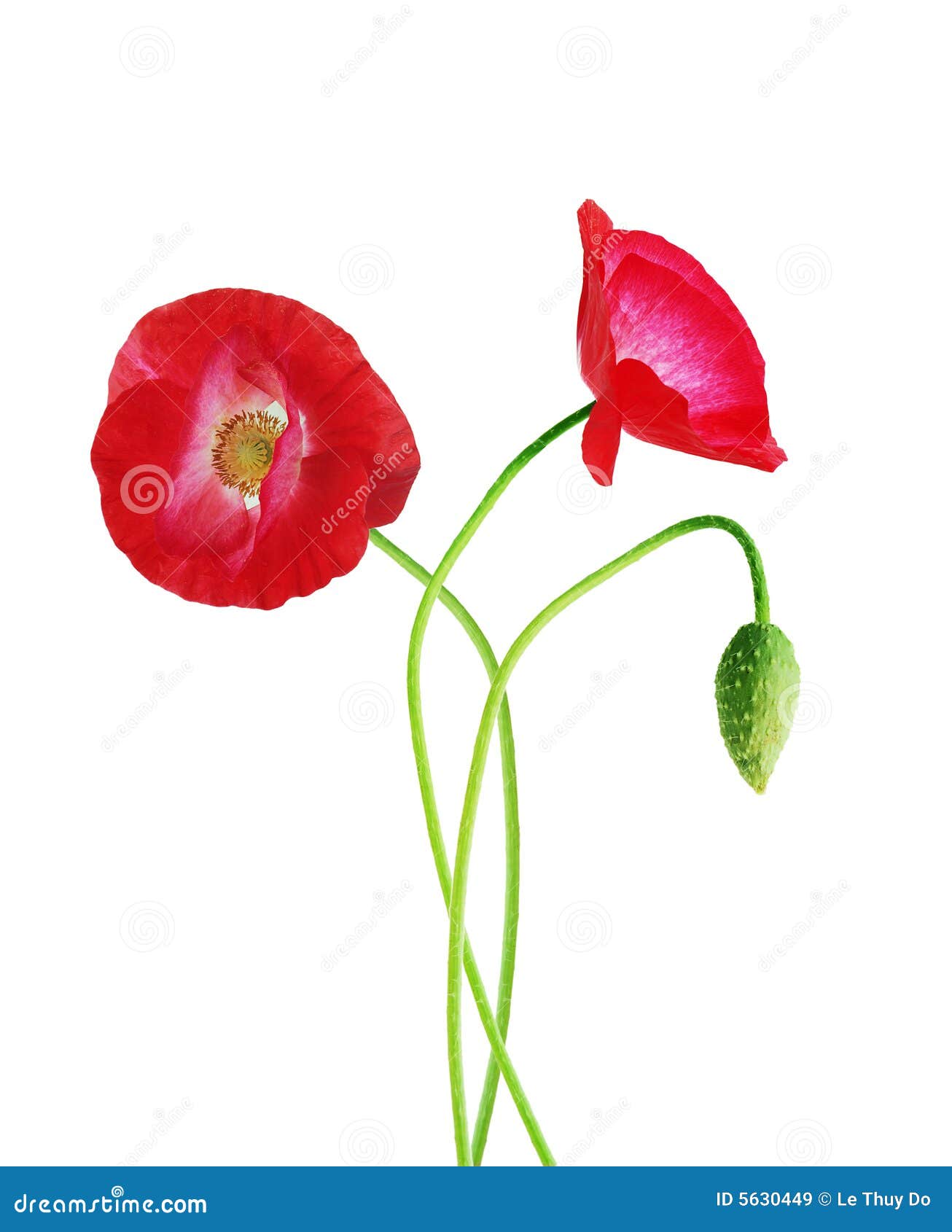 Three poppy stock image. Image of bright, flower, natural - 5630449