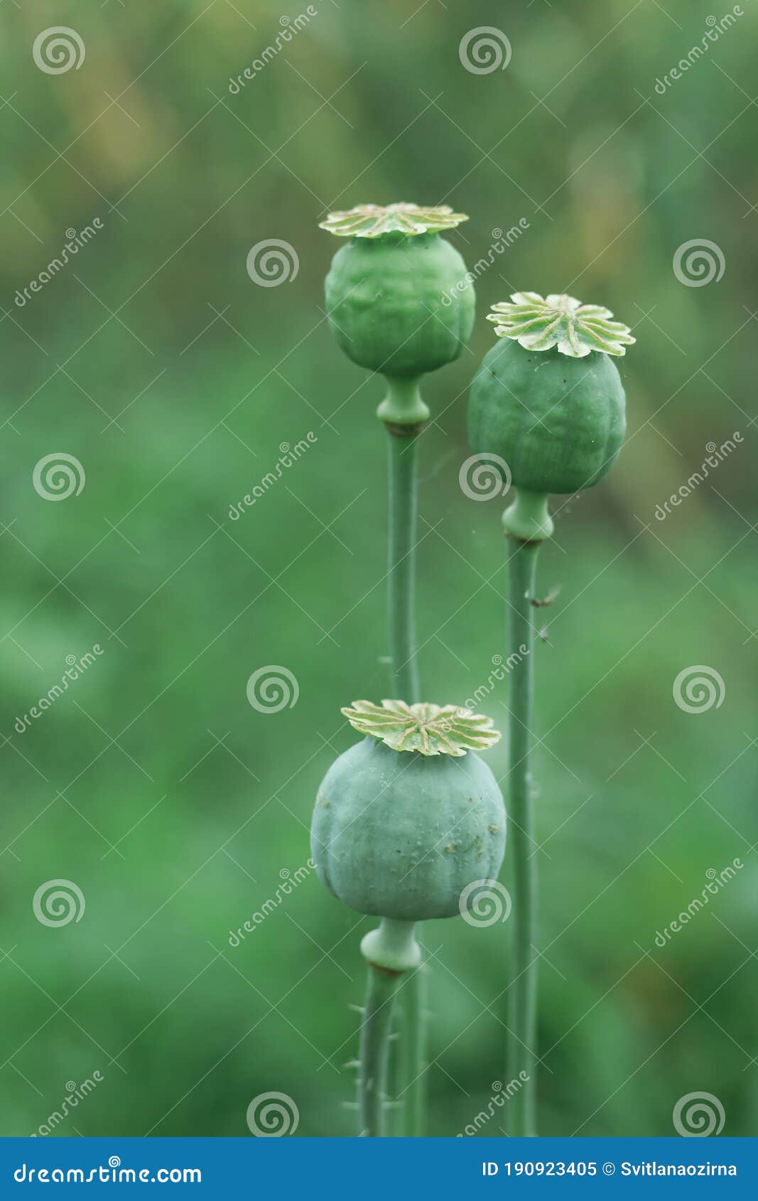 Three Poppy Boxes on Faded Flowers Stock Image - Image of background ...