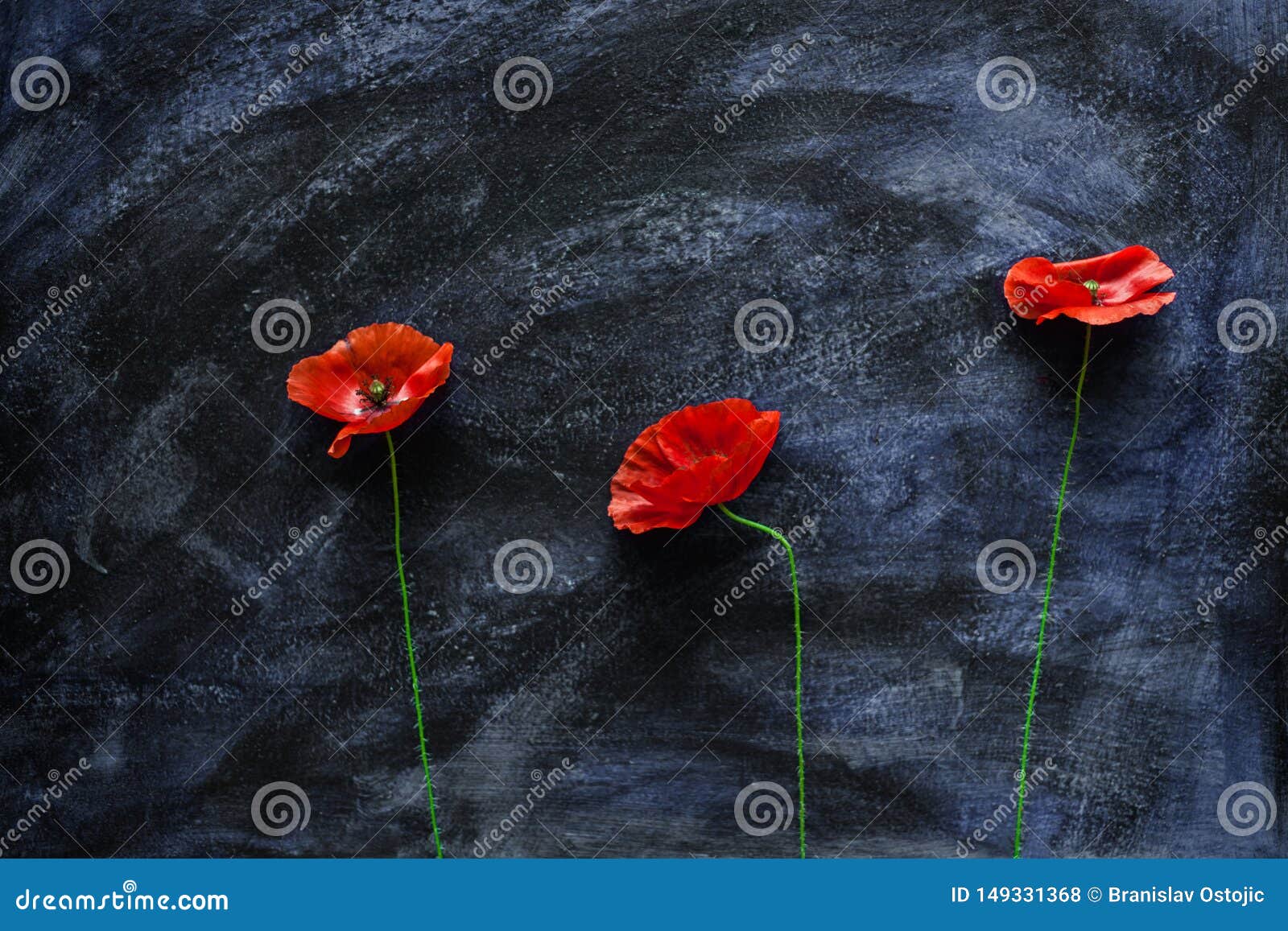 Three Poppy Flowers Close on Dark Blue Background Stock Photo - Image ...