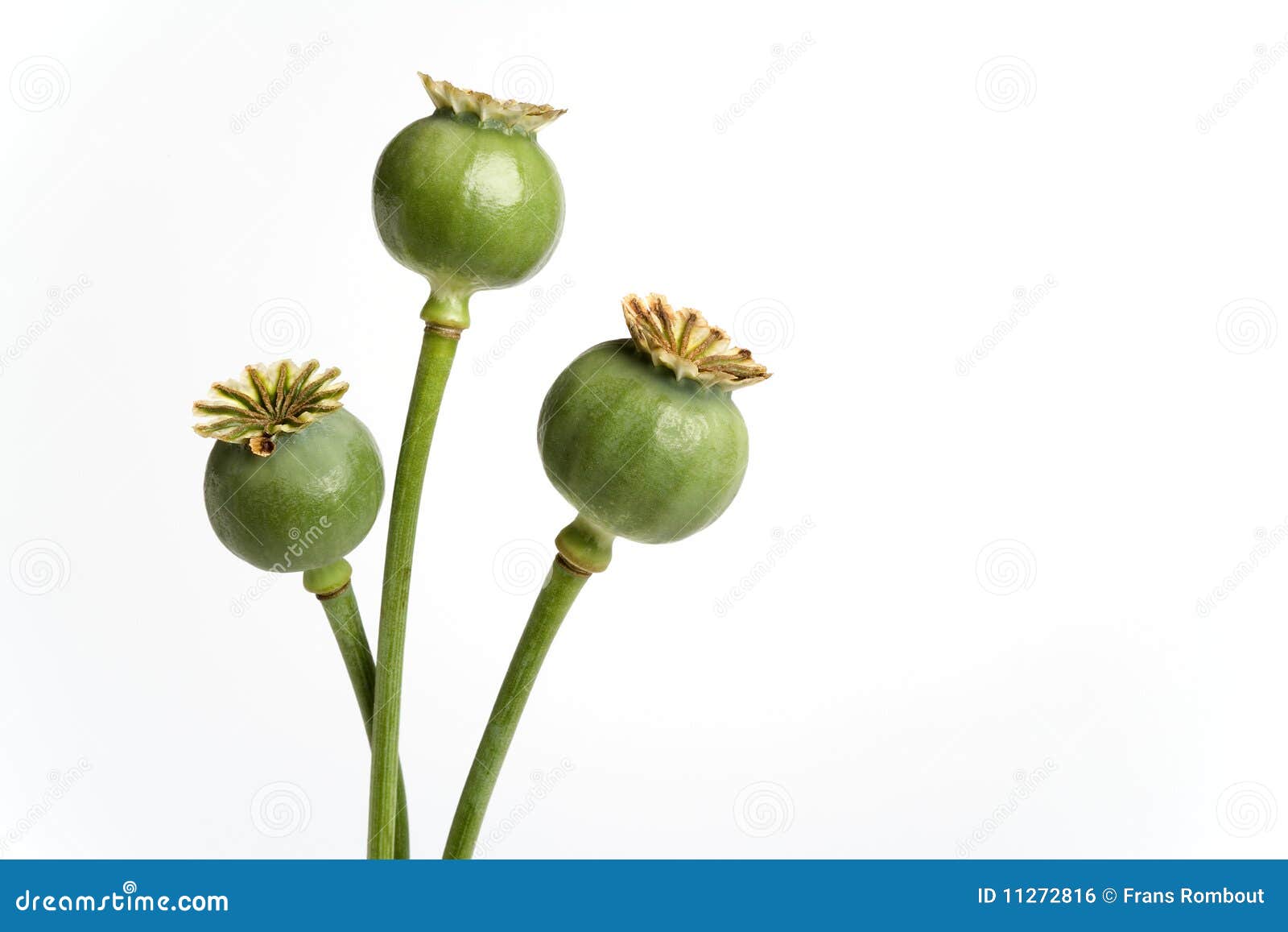Poppy Heads On Field, Papaver Somniferum Capsules, Macro Photography ...