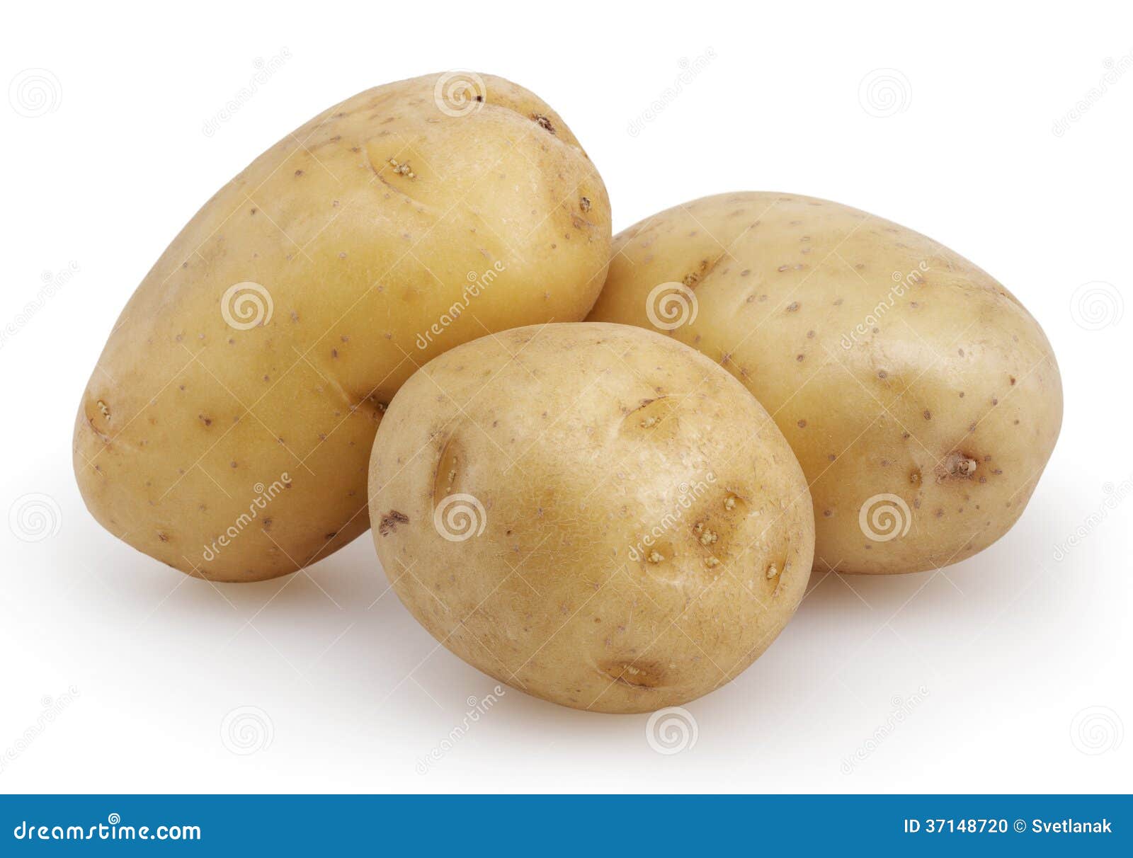 Three Potatoes In The Fertilized Ground Ready For Spring Planting ...