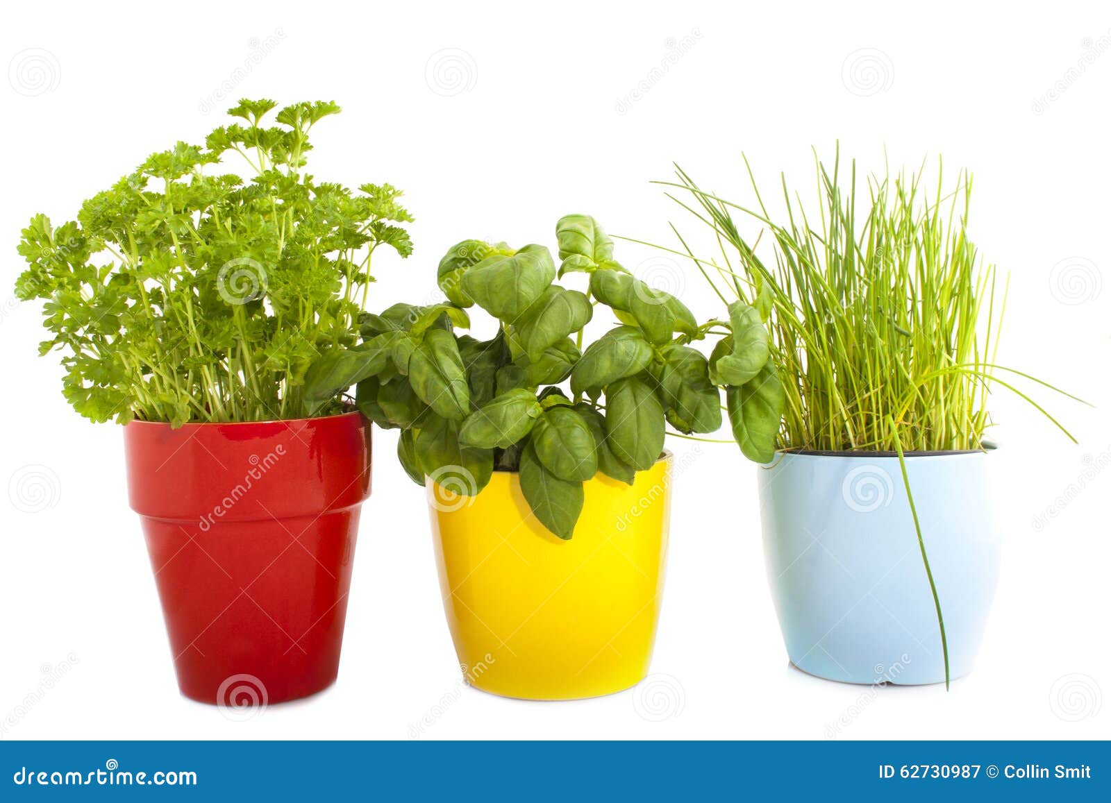 Three Pots Of Purple Petunias Stock Photo | CartoonDealer.com #186956430