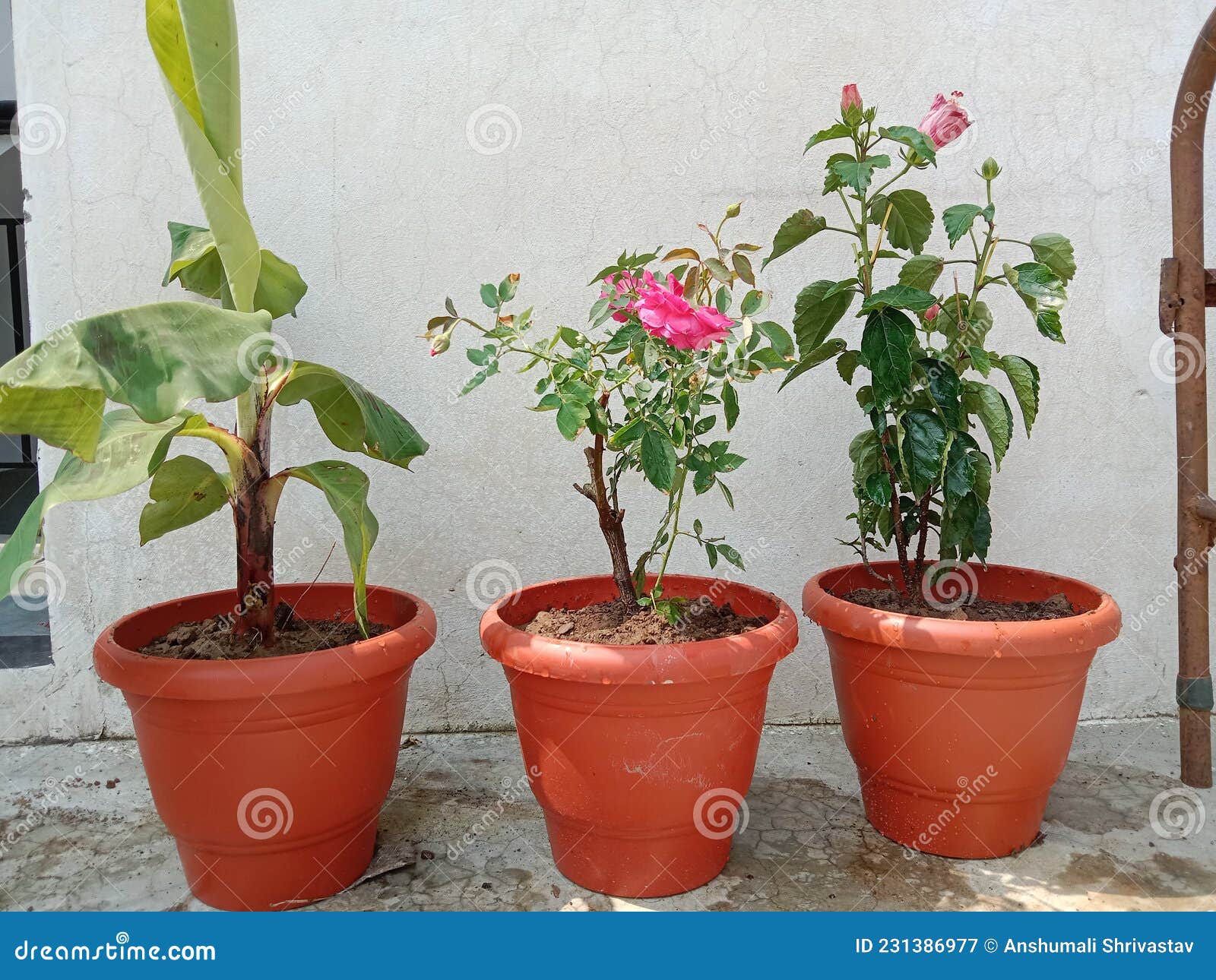 Three Pots Ready with Plantation Work Completed Stock Image - Image of ...