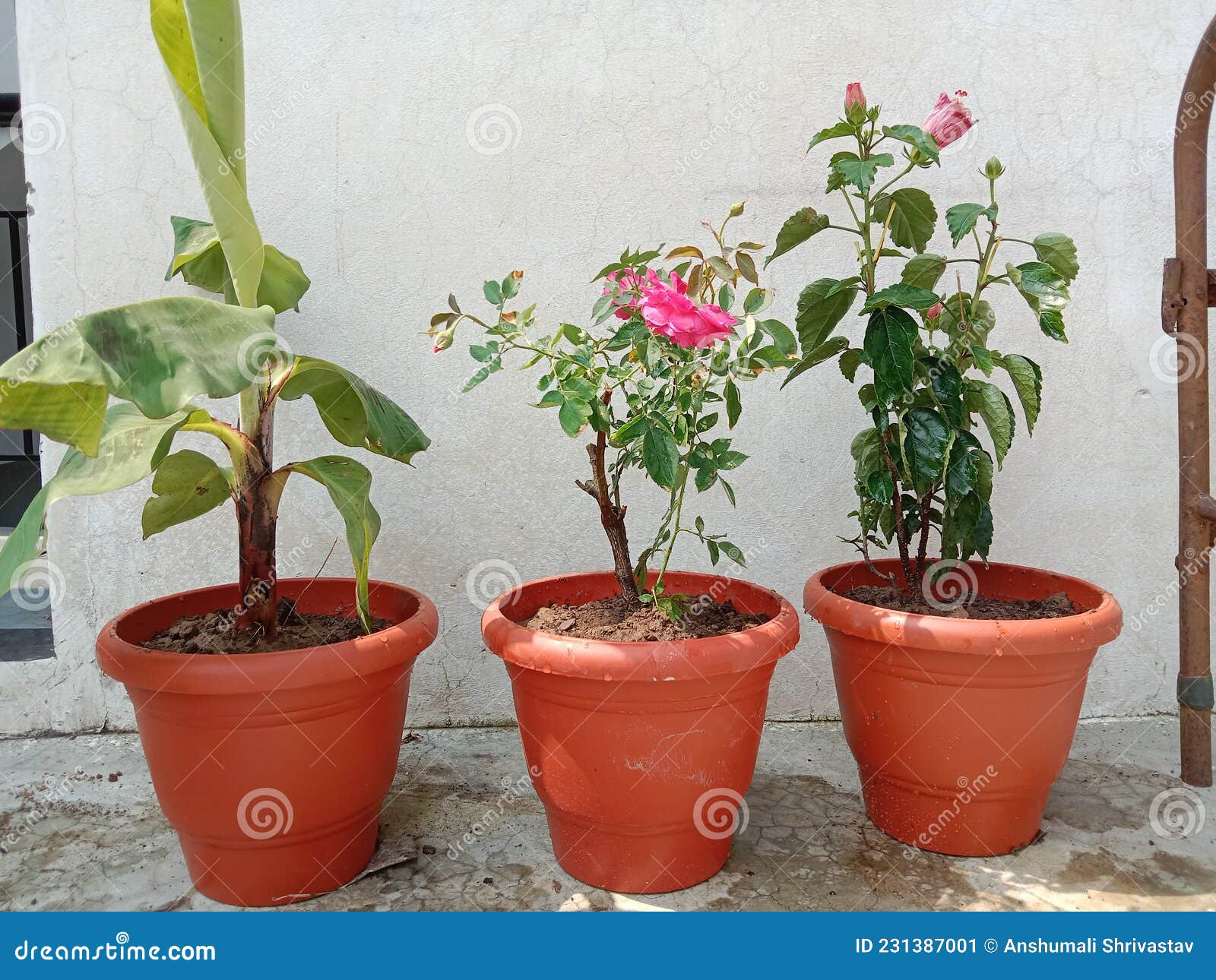 Three Pots Ready with Plantation Work Completed Stock Image - Image of ...