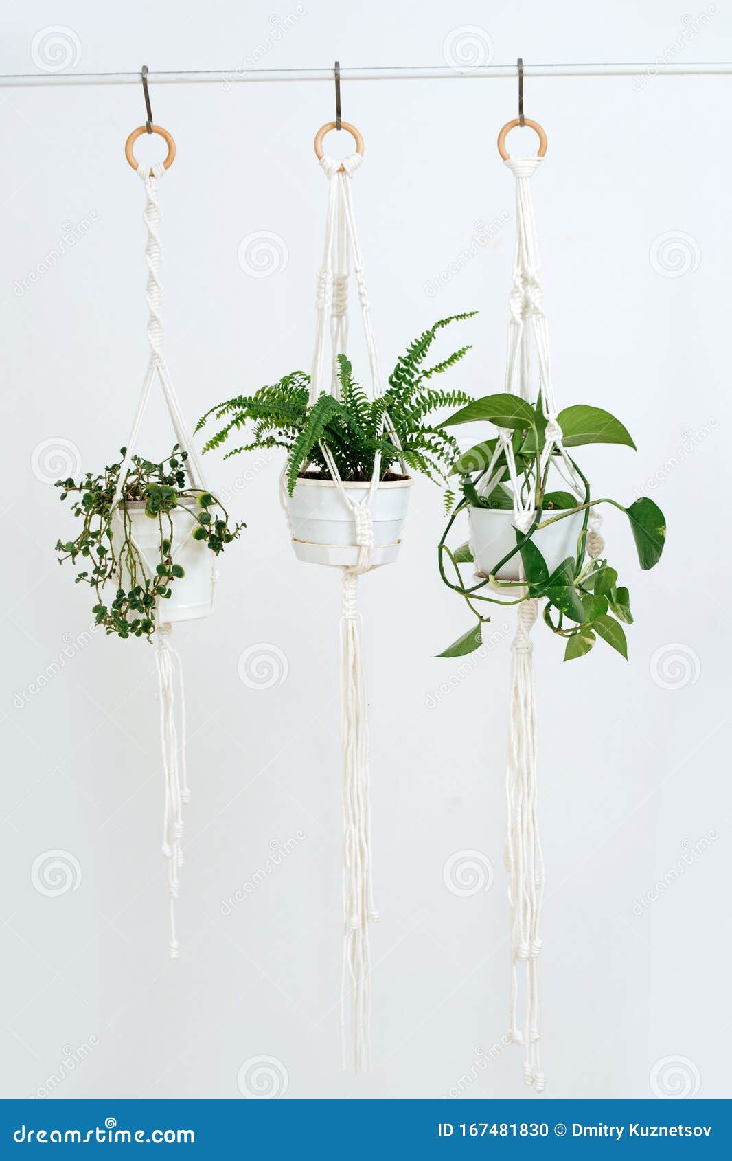 Three Potted Plans Handing on a Macrame Pot Holders in Front of a while ...