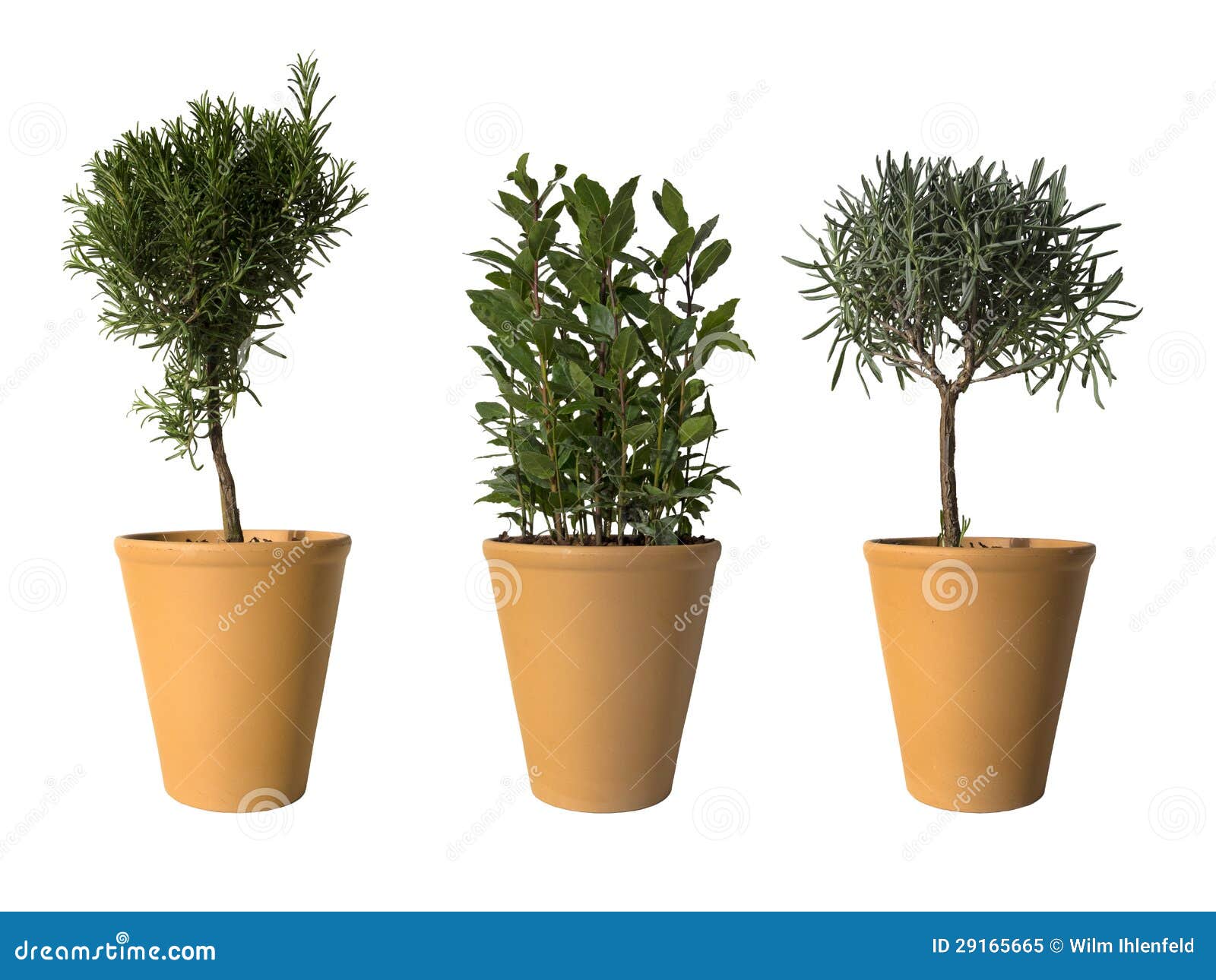 Three potted plants stock image. Image of leaves, clay - 29165665