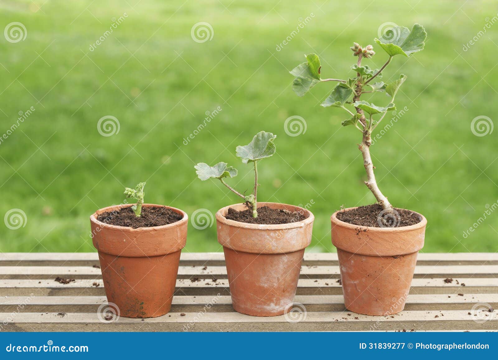 Three Potted Plants stock image. Image of mentor, potted - 31839277