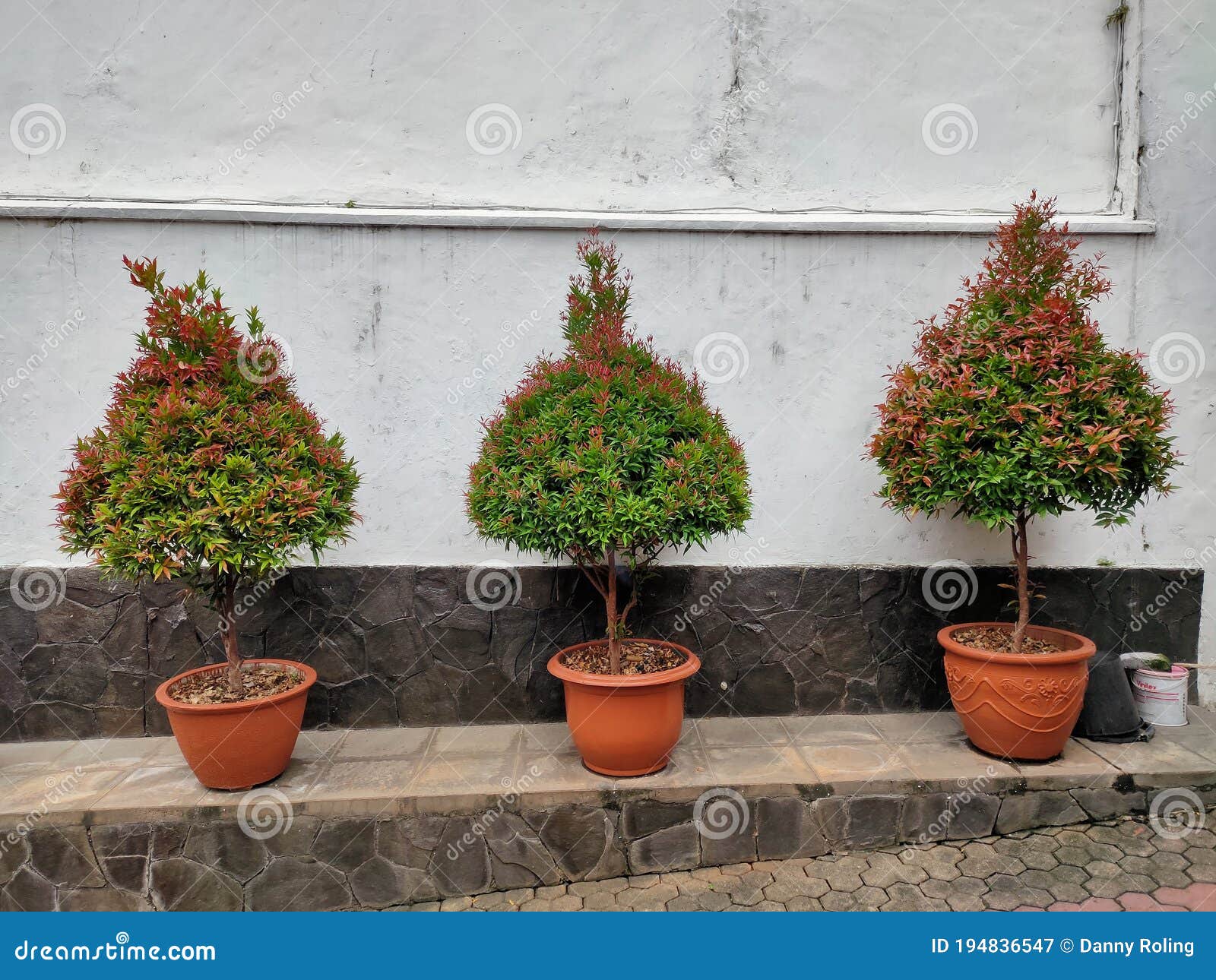 Three Potted Trees for the Decoration . Stock Image - Image of three ...