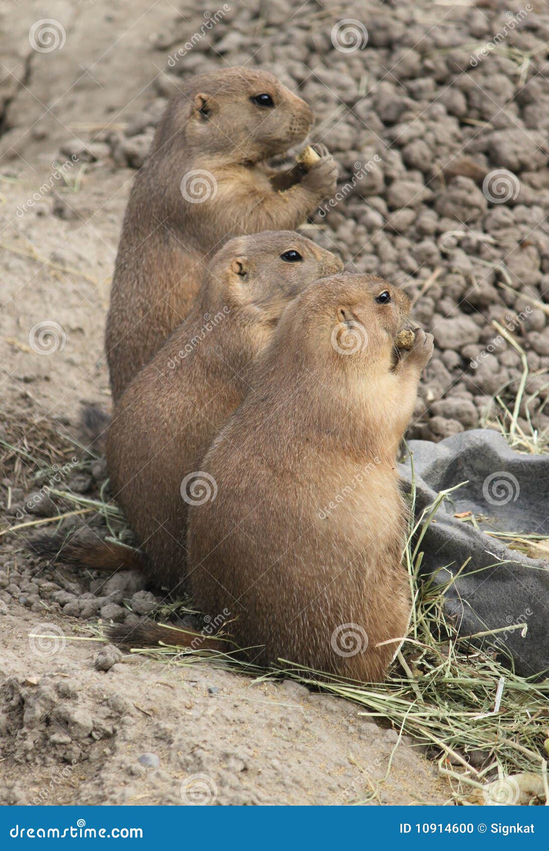Three Prairie Dogs stock photo. Image of nature, dinner - 10914600