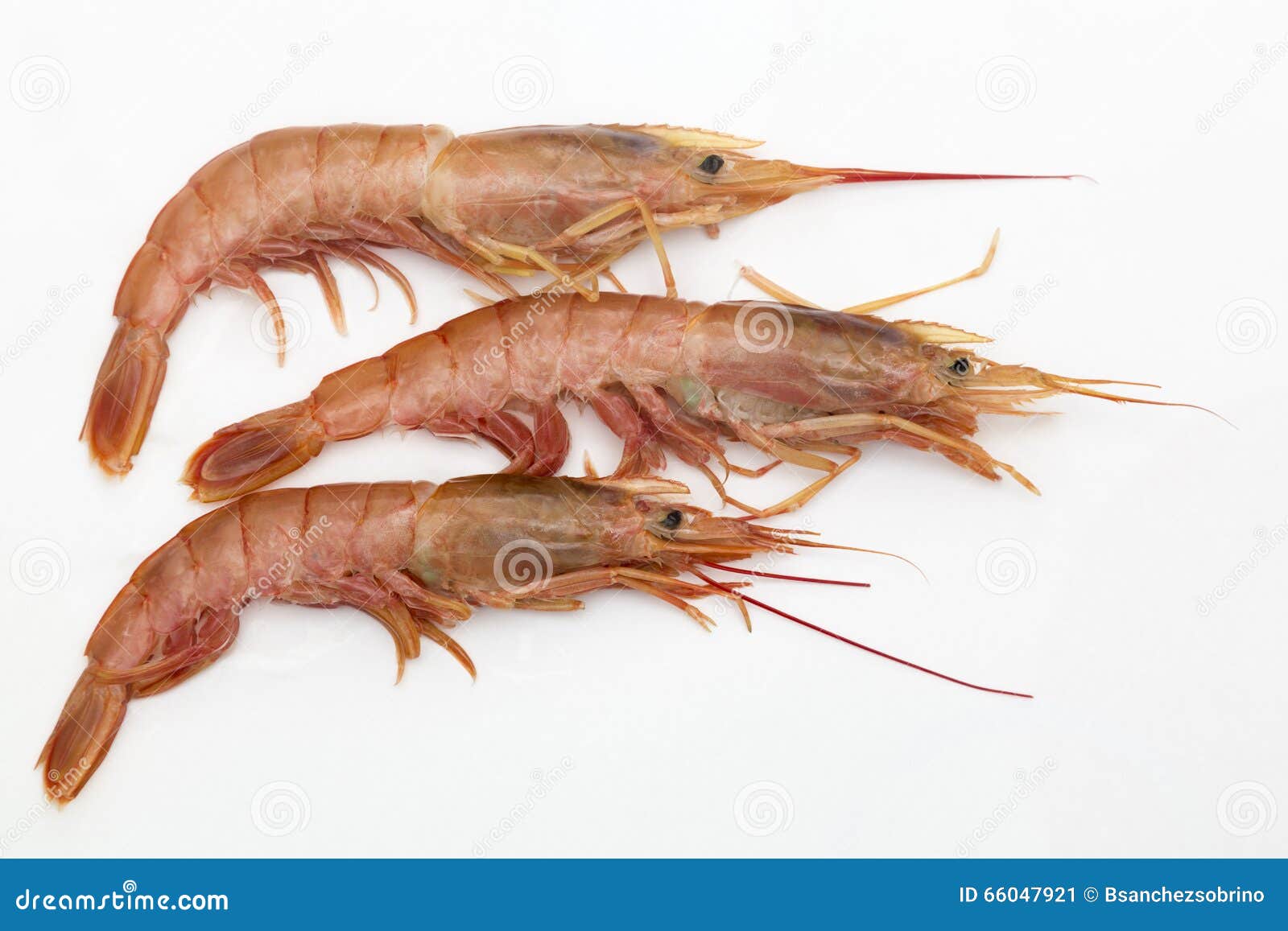 Three prawns on white stock image. Image of organism - 66047921