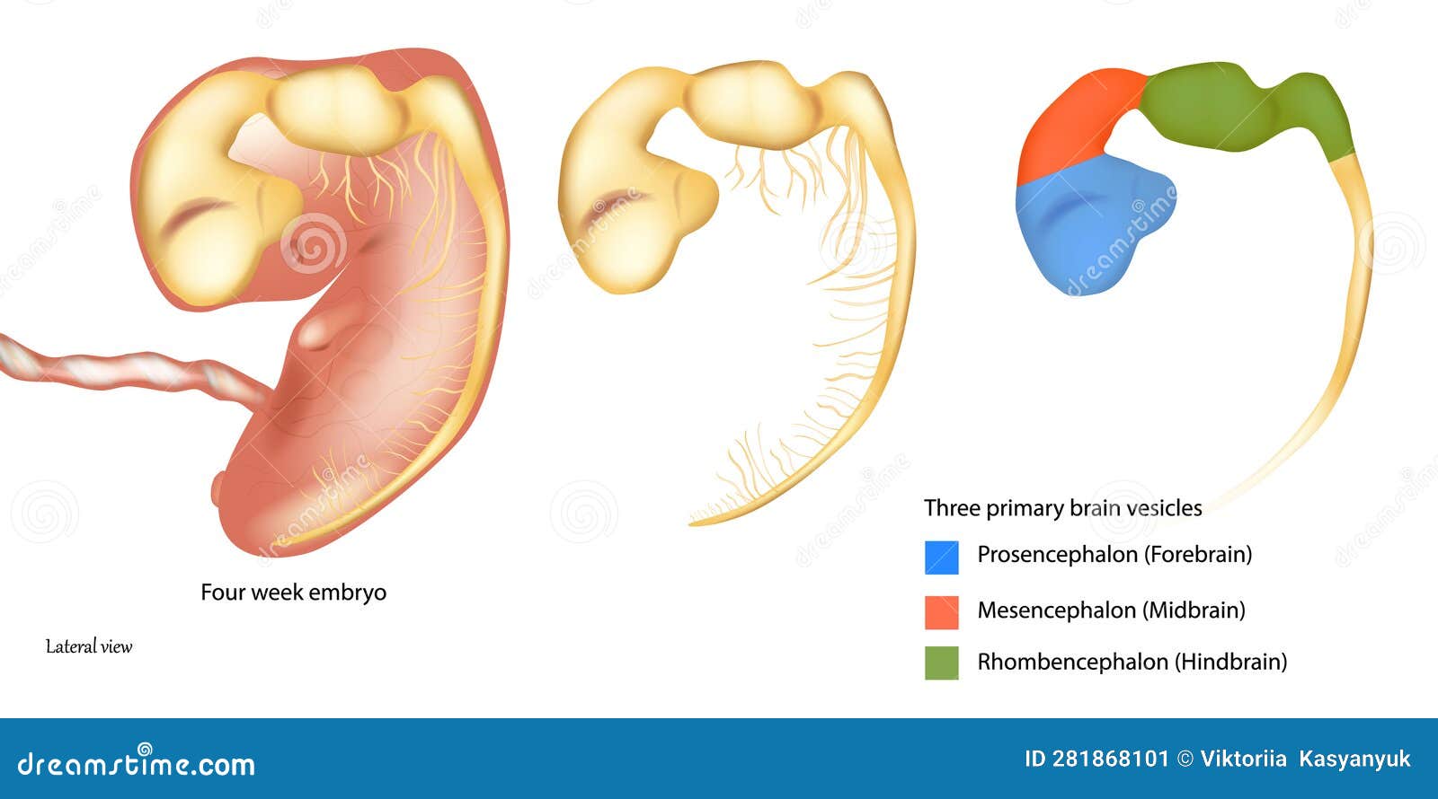 Three Primary Brain Vesicles. Four Week Embryo. Prosencephalon or ...