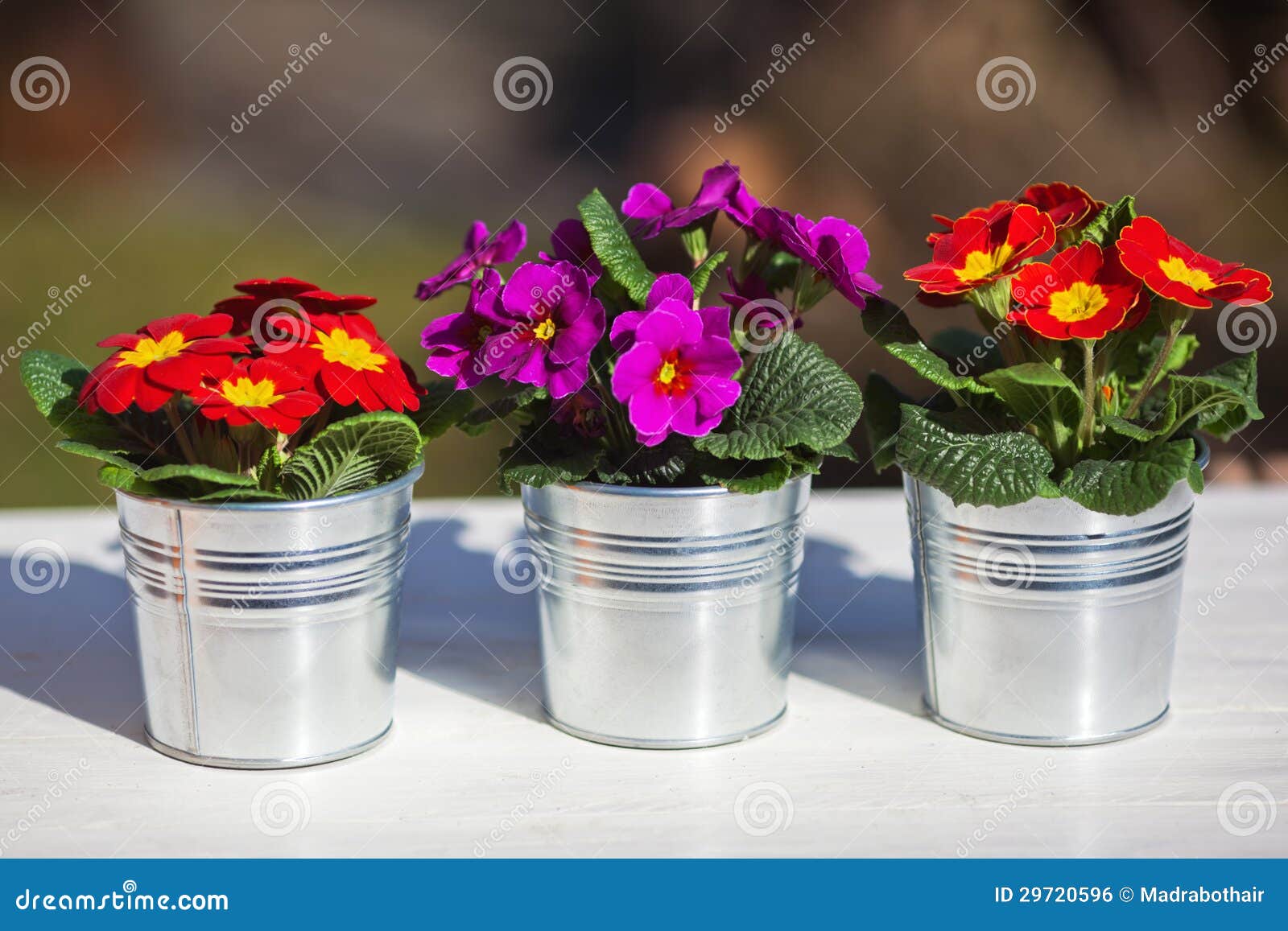 Three primroses in a row stock photo. Image of table - 29720596