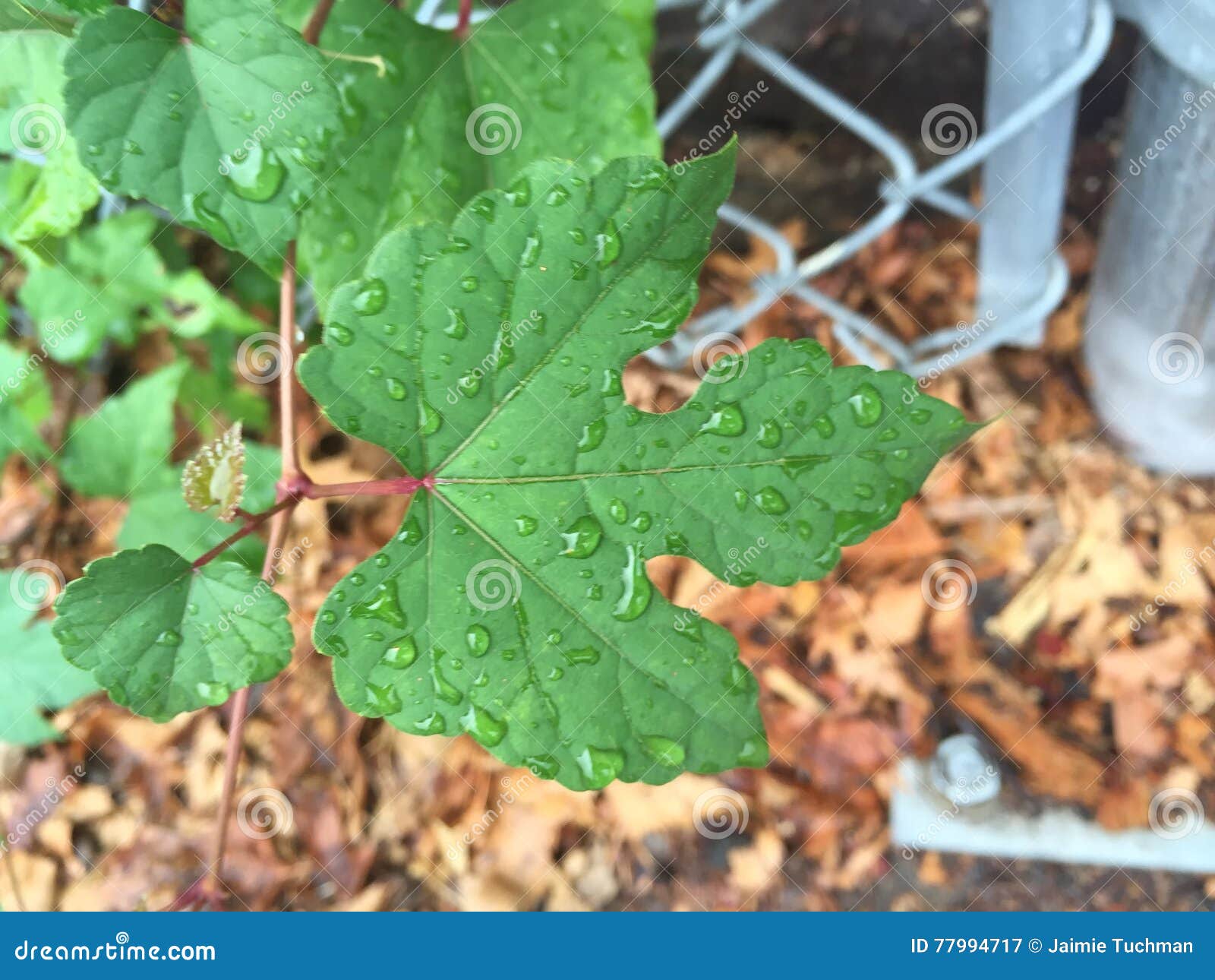Three Pronged Leaf with Raindrops Stock Image - Image of closeup, rainy ...