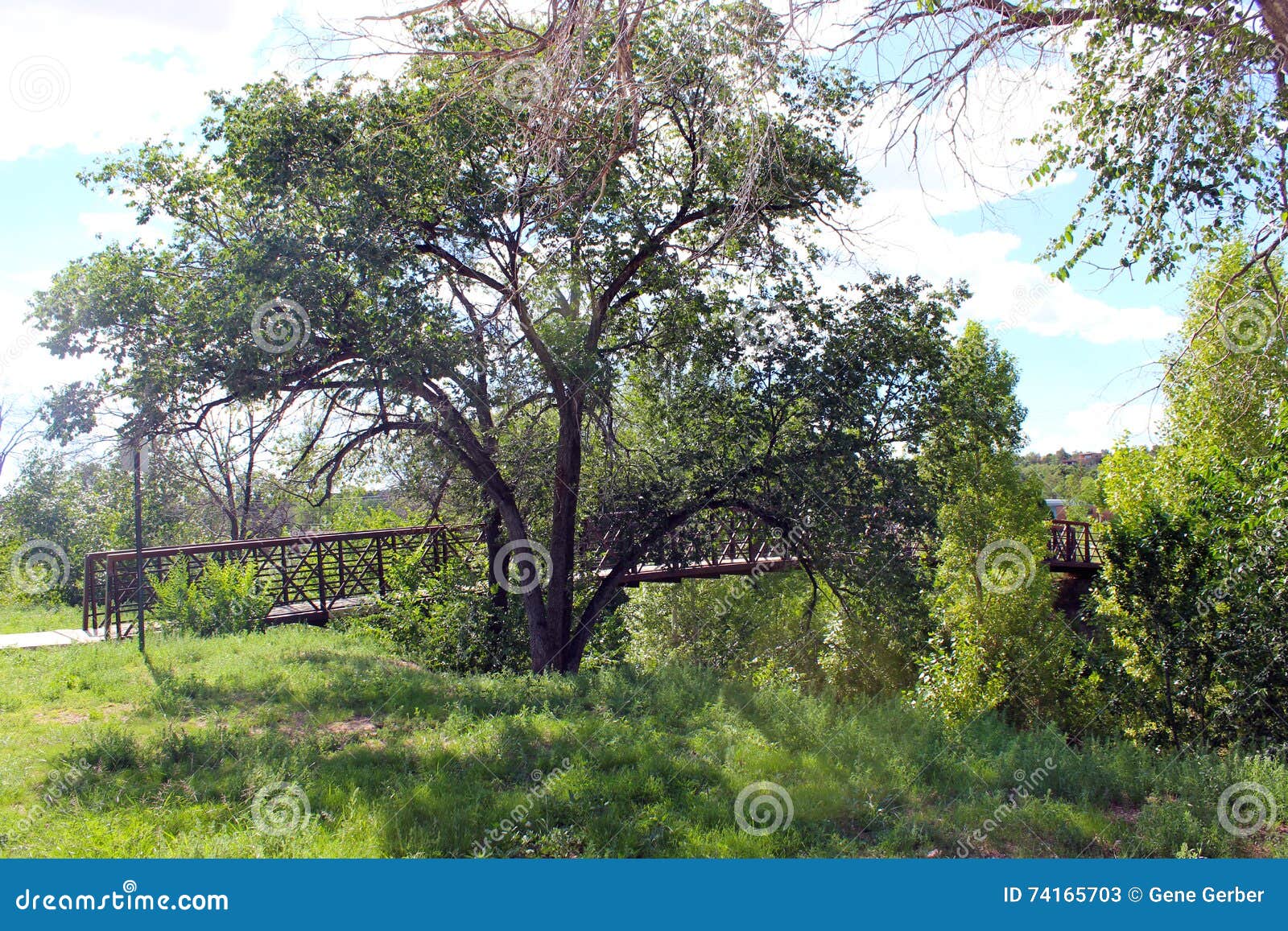Three Pronged Tree stock image. Image of plants, grass - 74165703