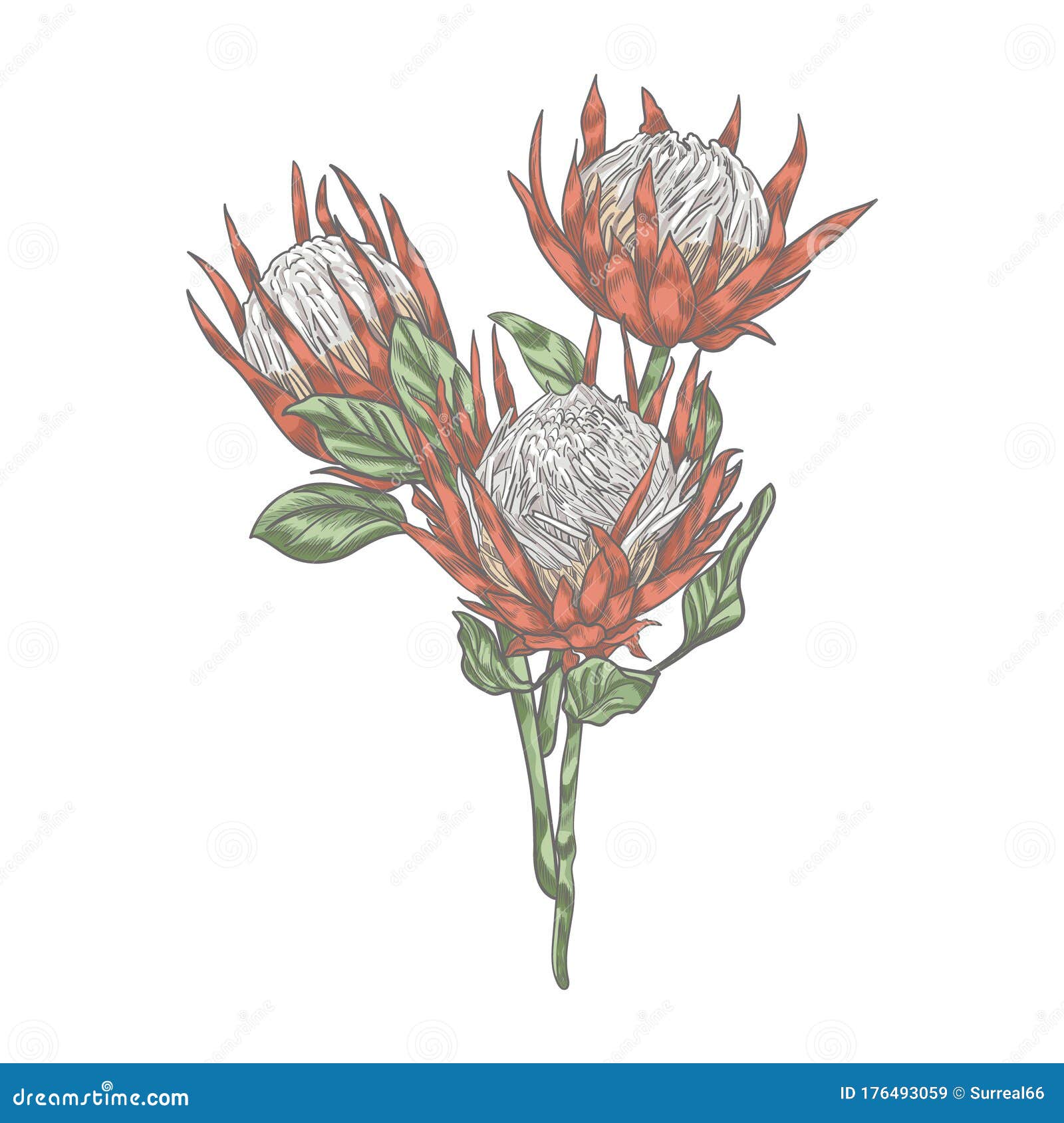 Three Protea Flowers on the Long Stems Vector Illustration Stock Vector ...