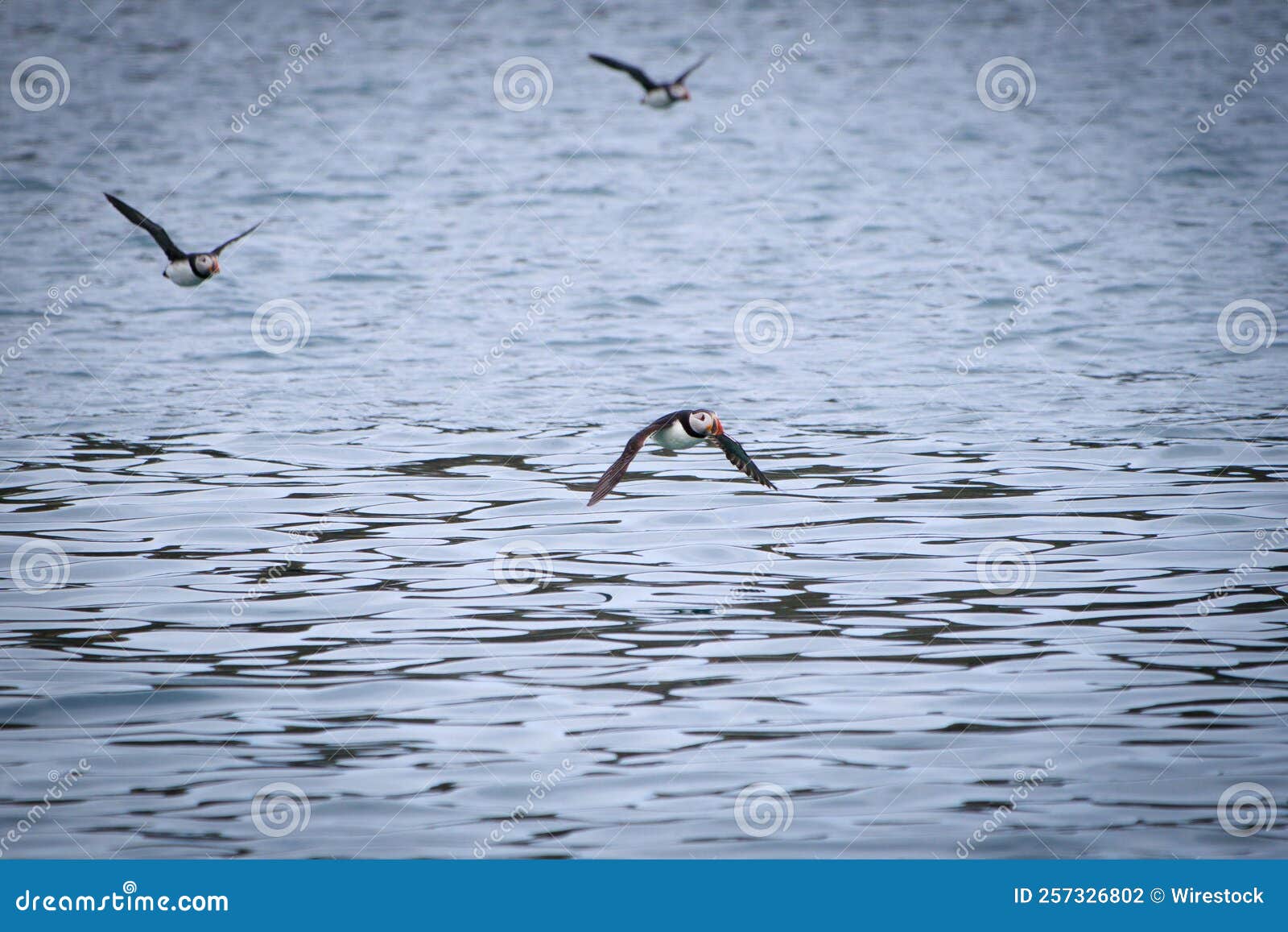 Puffins flying over water stock photo. Image of three - 257326802