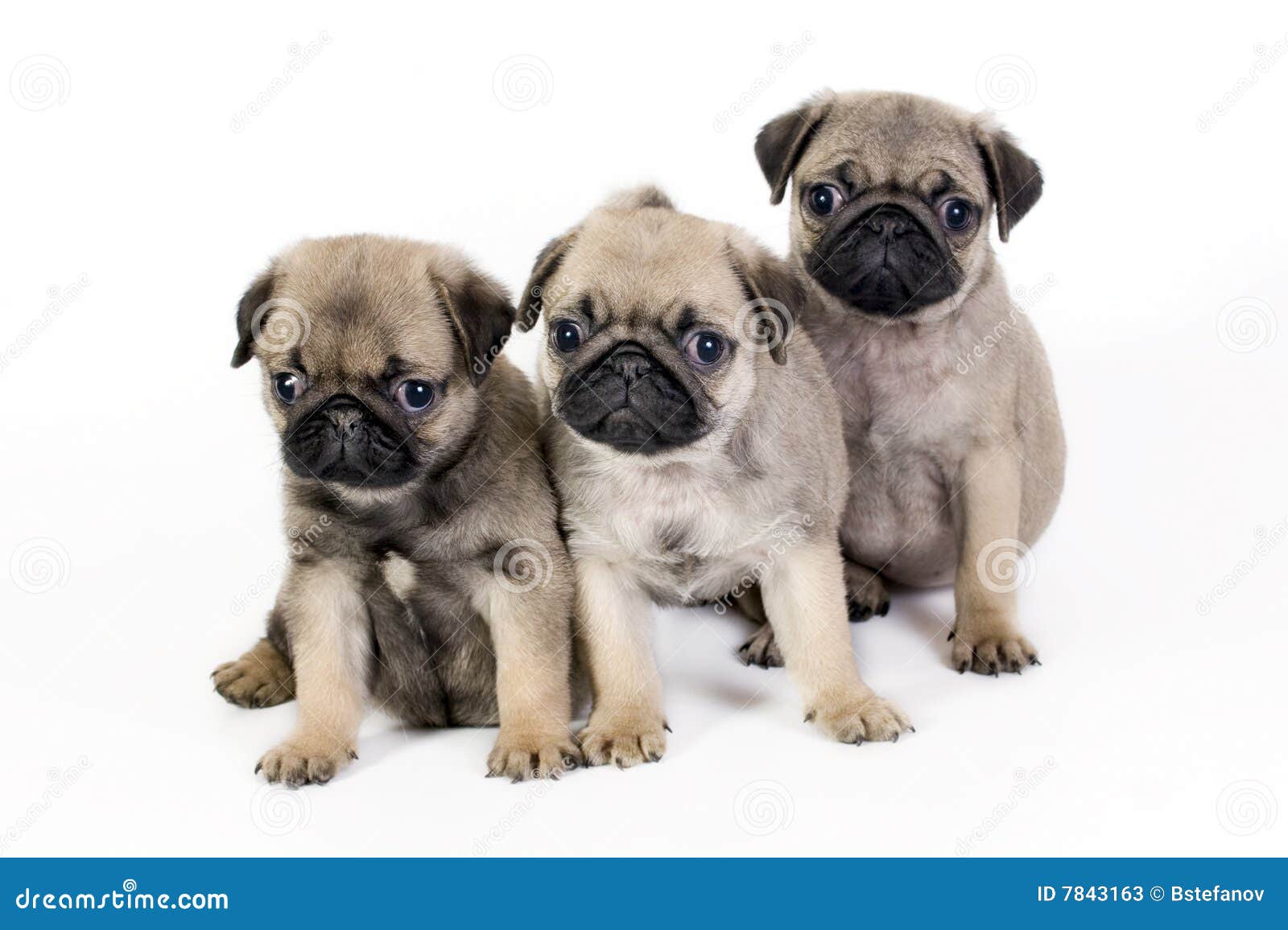 Three pug puppies. stock image. Image of domestic, present - 7843163