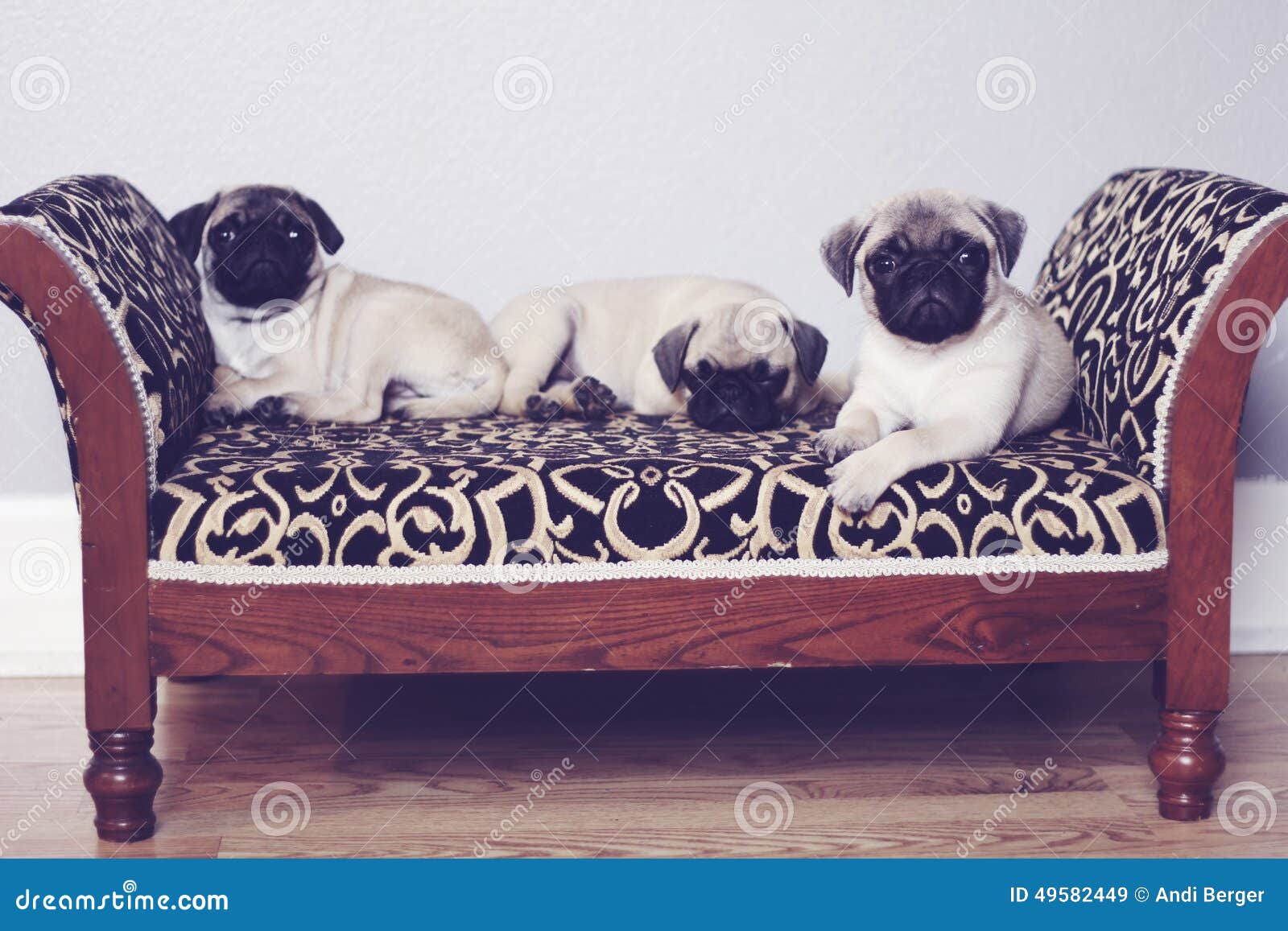 Three Pugs on Couch Upclose Stock Image - Image of shot, beautiful ...