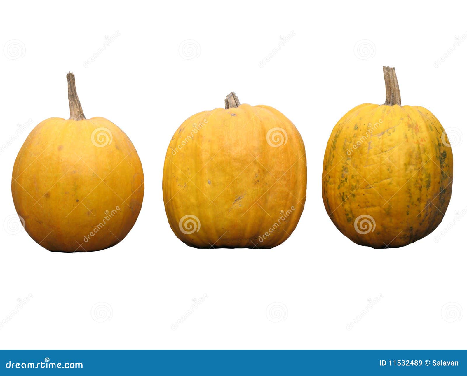 Three pumpkins stock image. Image of front, background - 11532489