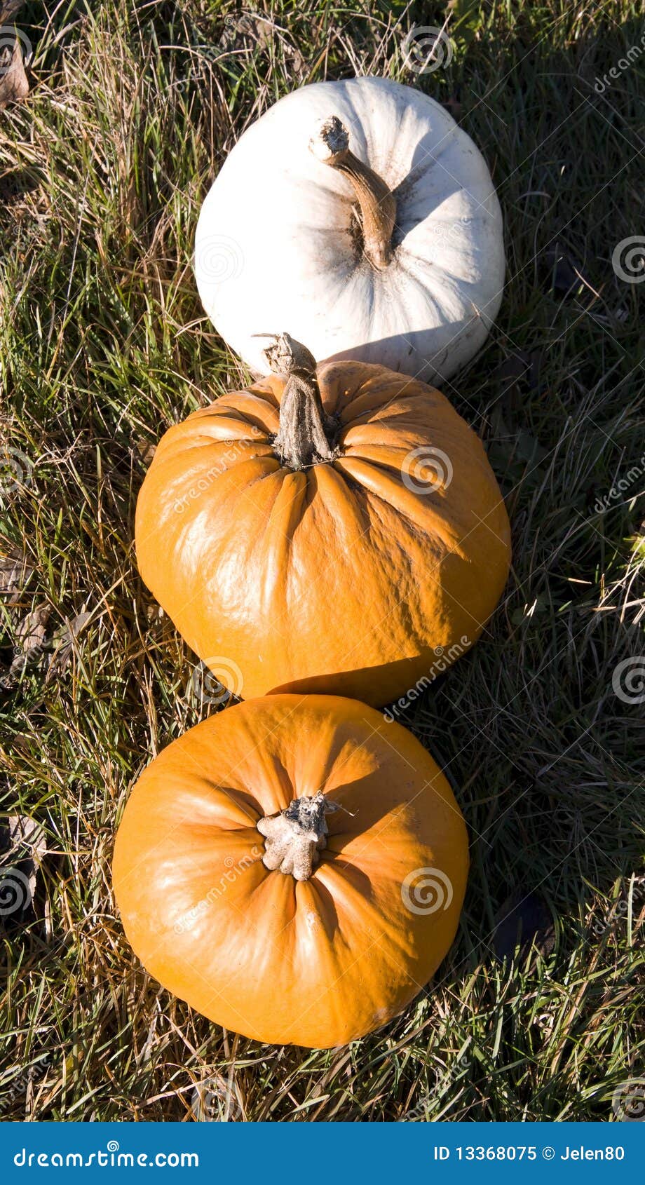 Three pumpkins stock image. Image of orange, chutney - 13368075