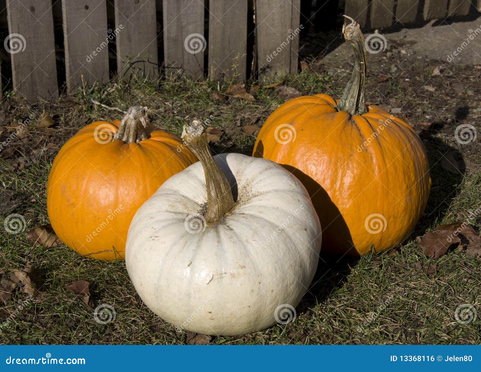 Three pumpkins stock photo. Image of pear, tradition - 13368116