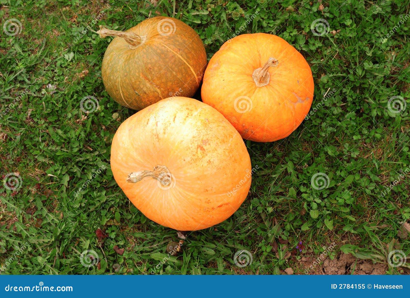 Three pumpkins stock image. Image of stack, halloween - 2784155