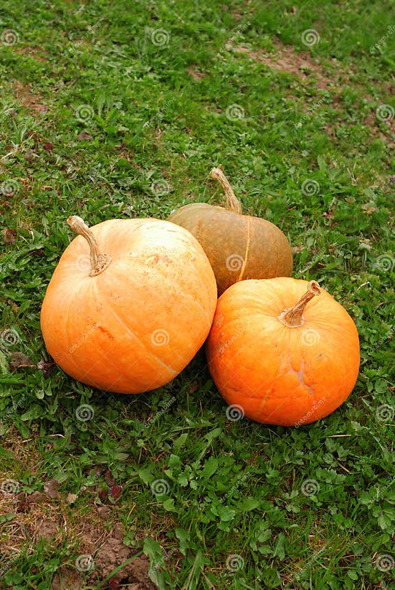 Three pumpkins stock photo. Image of october, pumpkins - 2784158