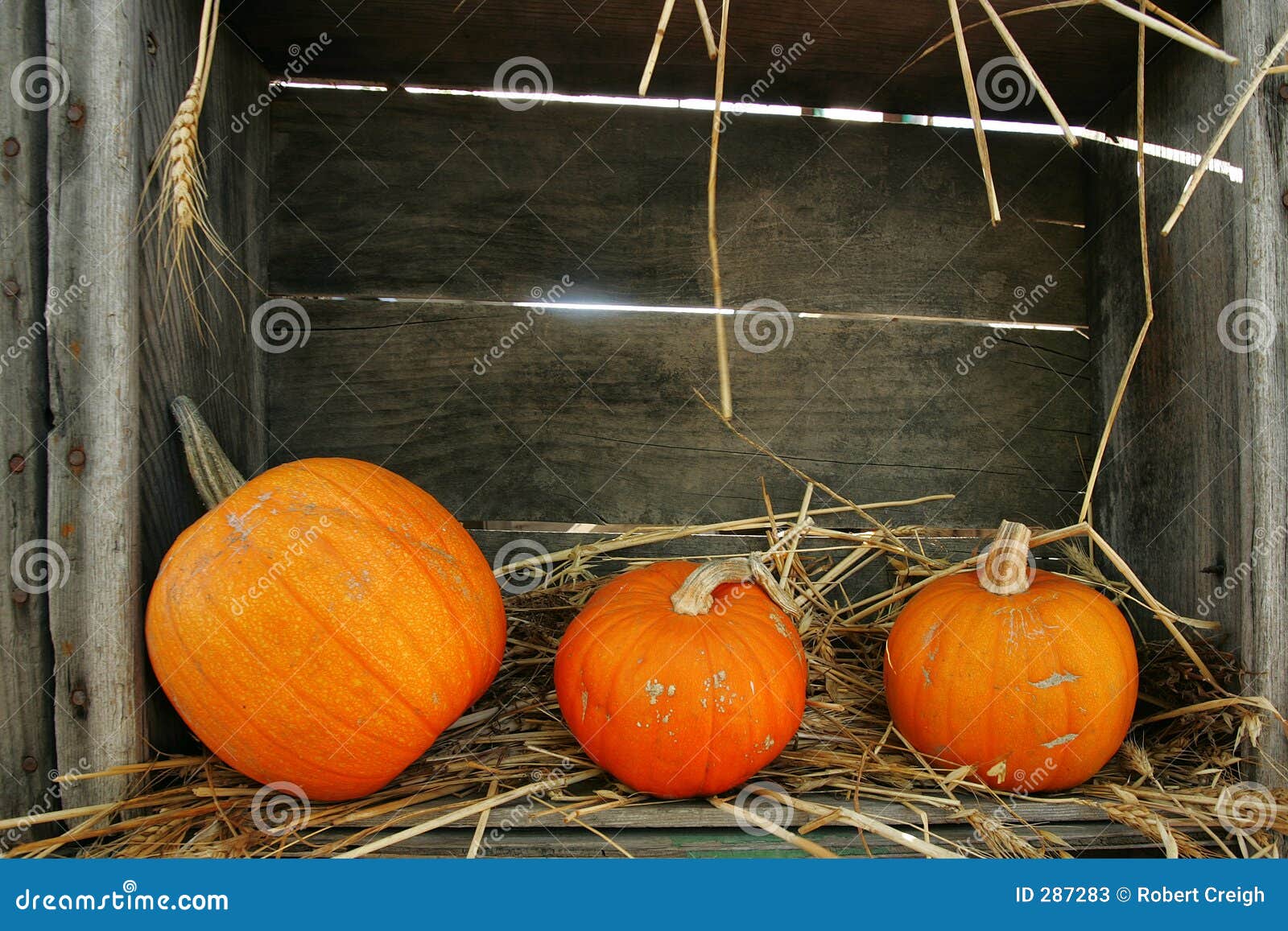 Three Pumpkins stock image. Image of halloween, agriculture - 287283