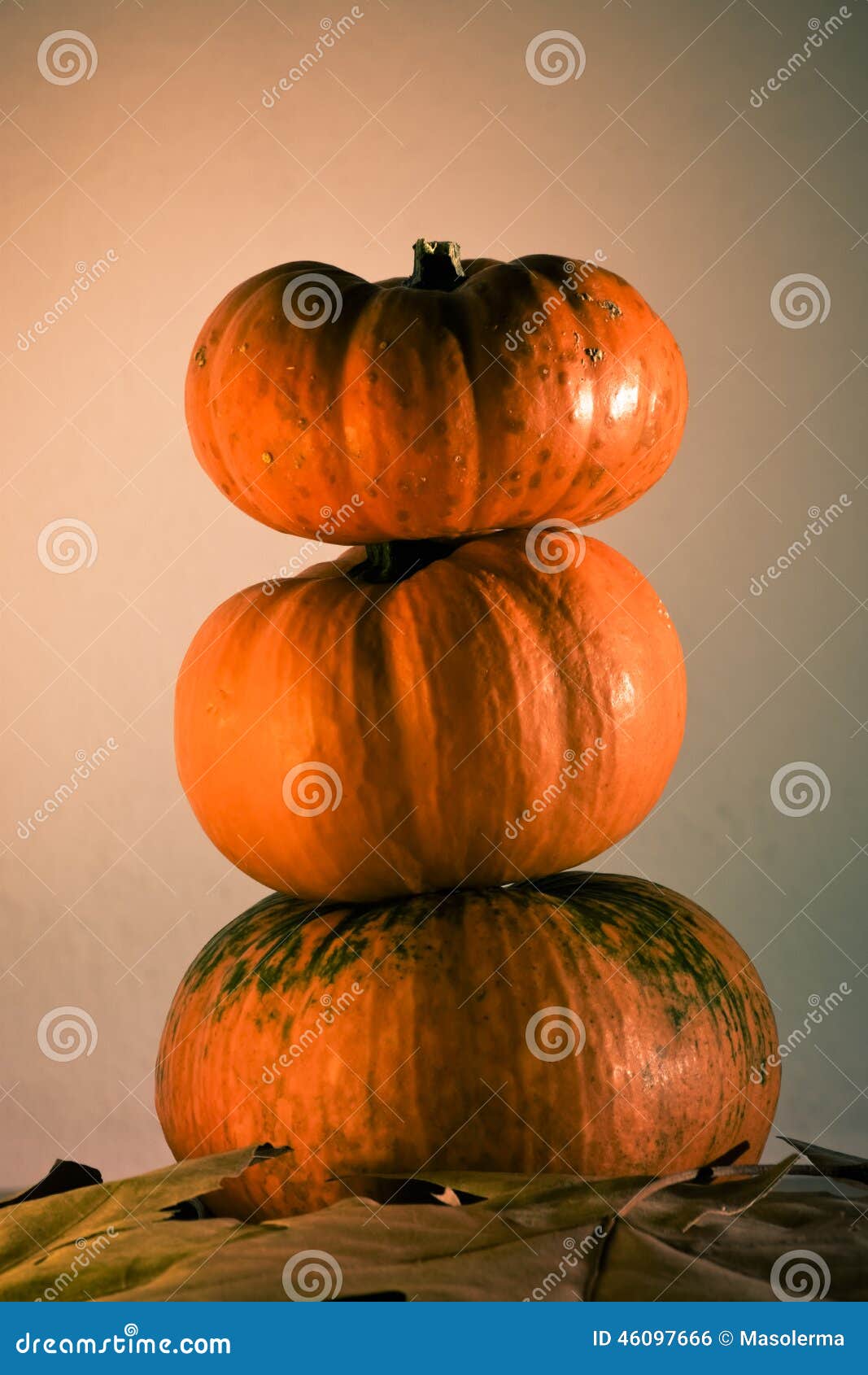 Three pumpkins. stock photo. Image of marilyn, rustic - 46097666