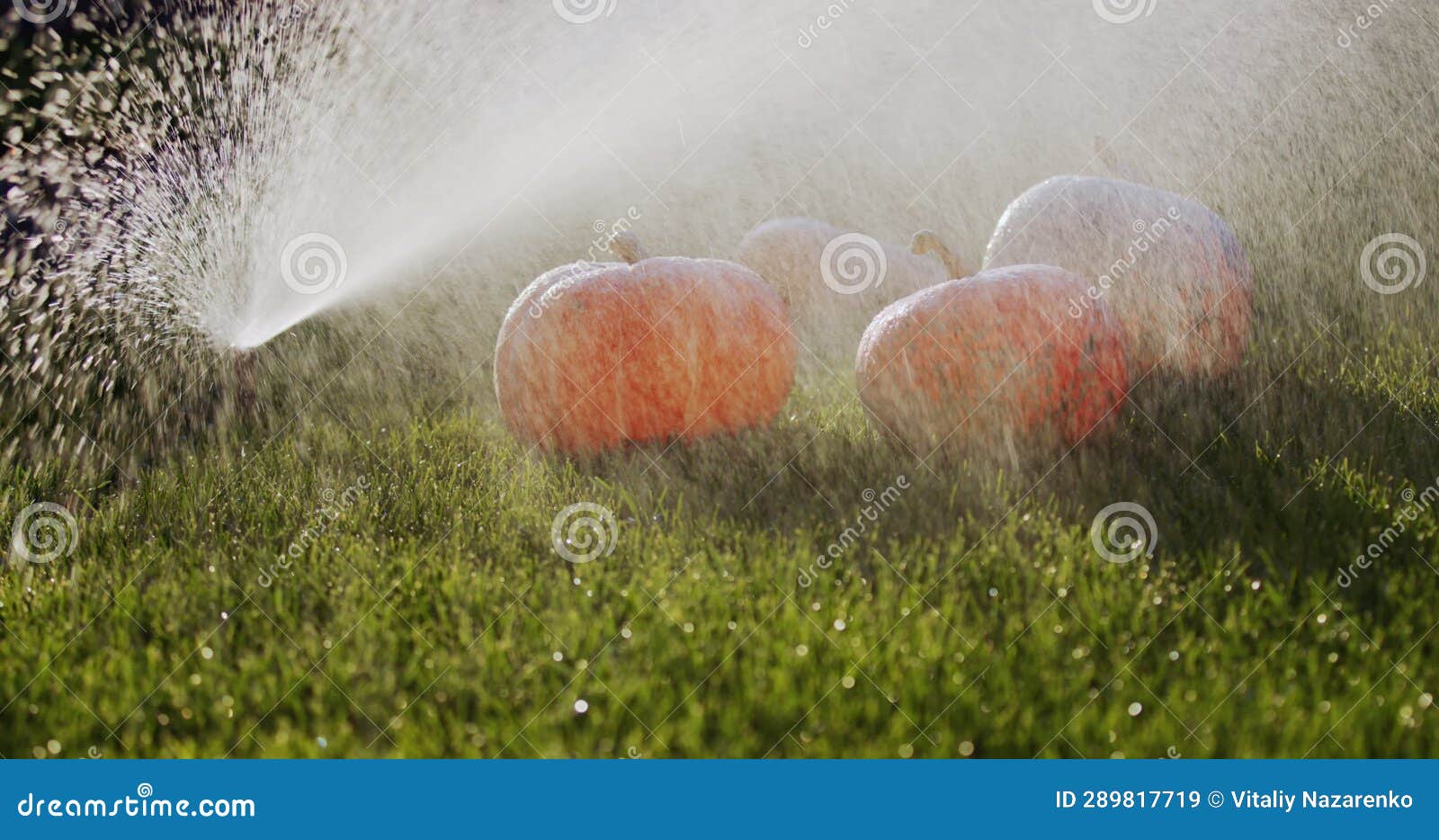 Three Pumpkins are Lying on the Lawn, they are Poured with Water by an ...