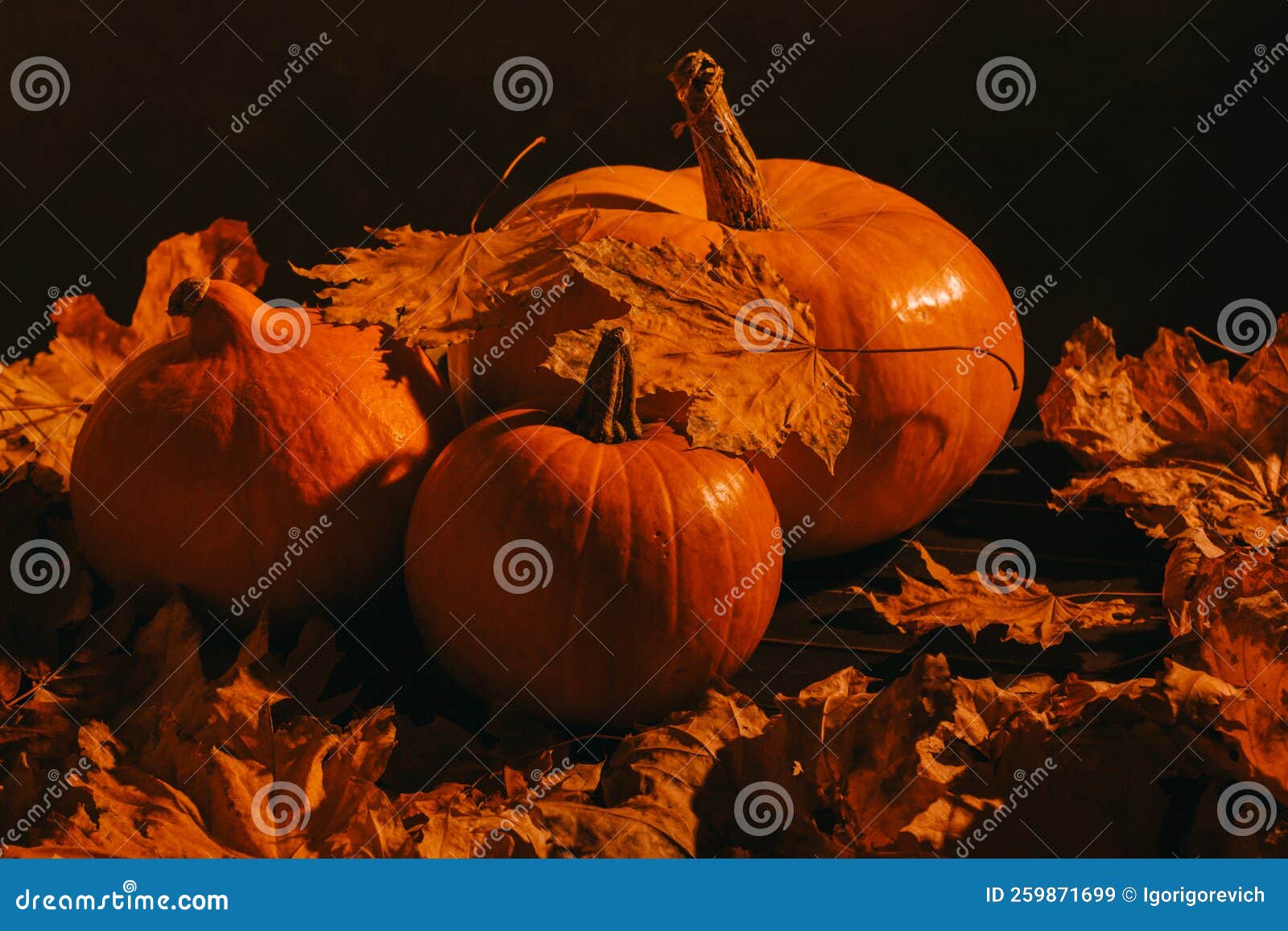 Three pumpkins stock image. Image of leaves, fall, holiday - 259871699