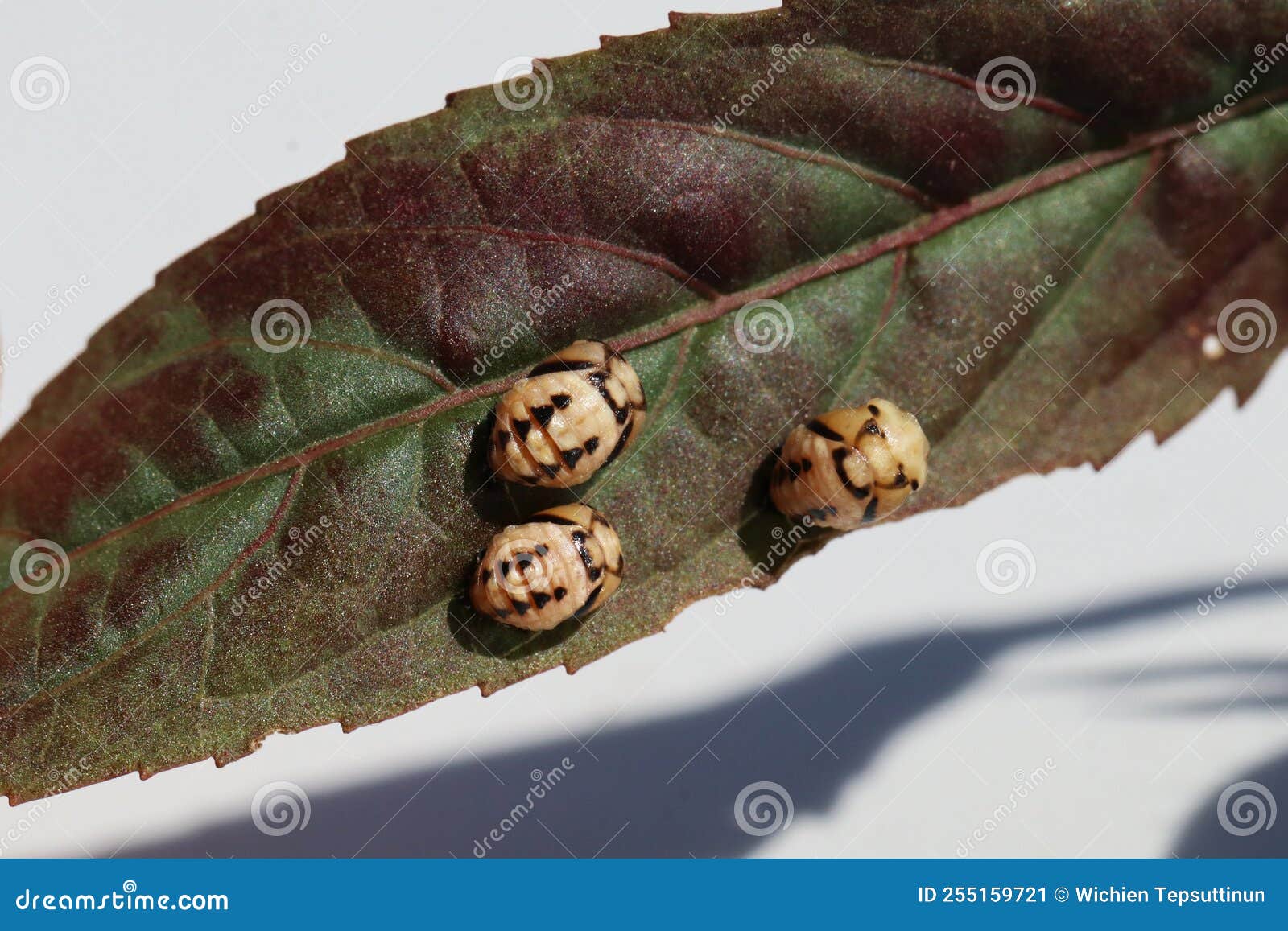 Baby Beetle Stock Image | CartoonDealer.com #120263083