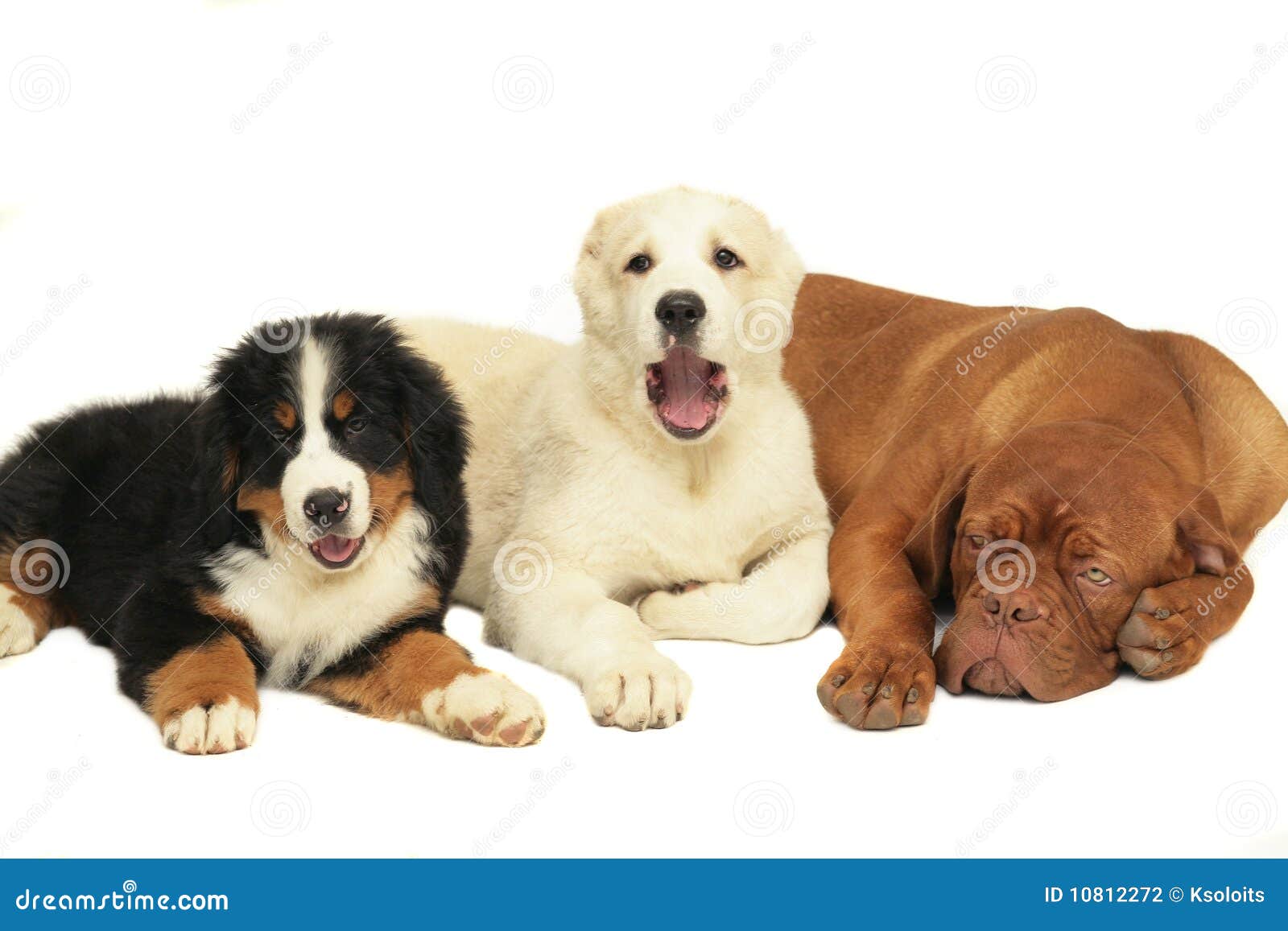 Three puppies. stock photo. Image of cute, berner, attentive - 10812272
