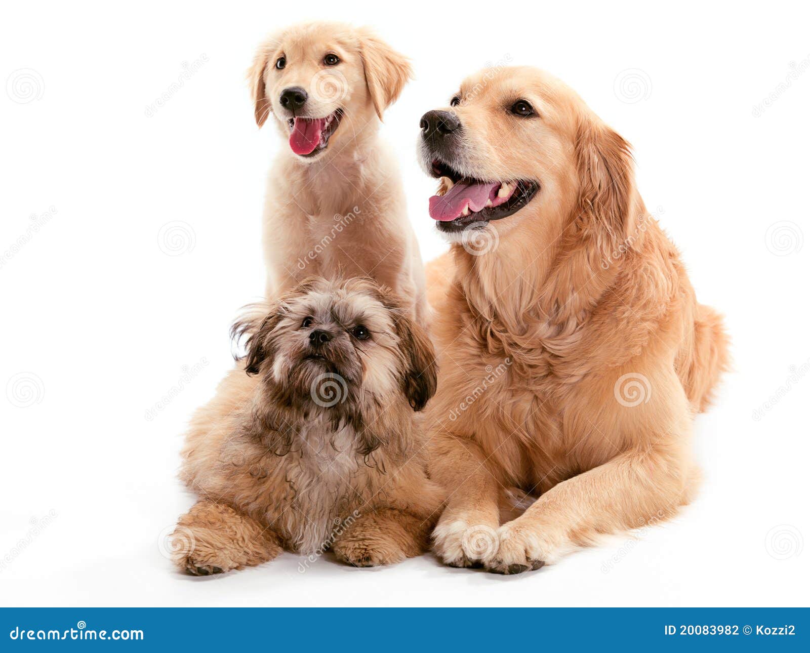Three Puppies stock photo. Image of shih, animals, house - 20083982