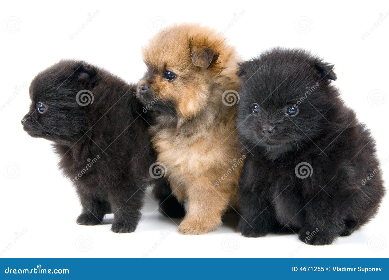 Three puppies stock image. Image of mammal, neutral, canine - 4671255