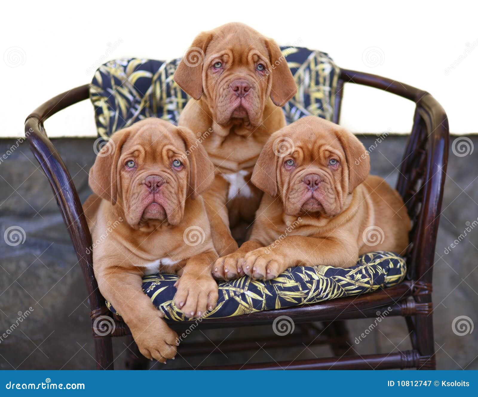 Three Puppies Of The Spitz-dog Stock Image | CartoonDealer.com #8888359