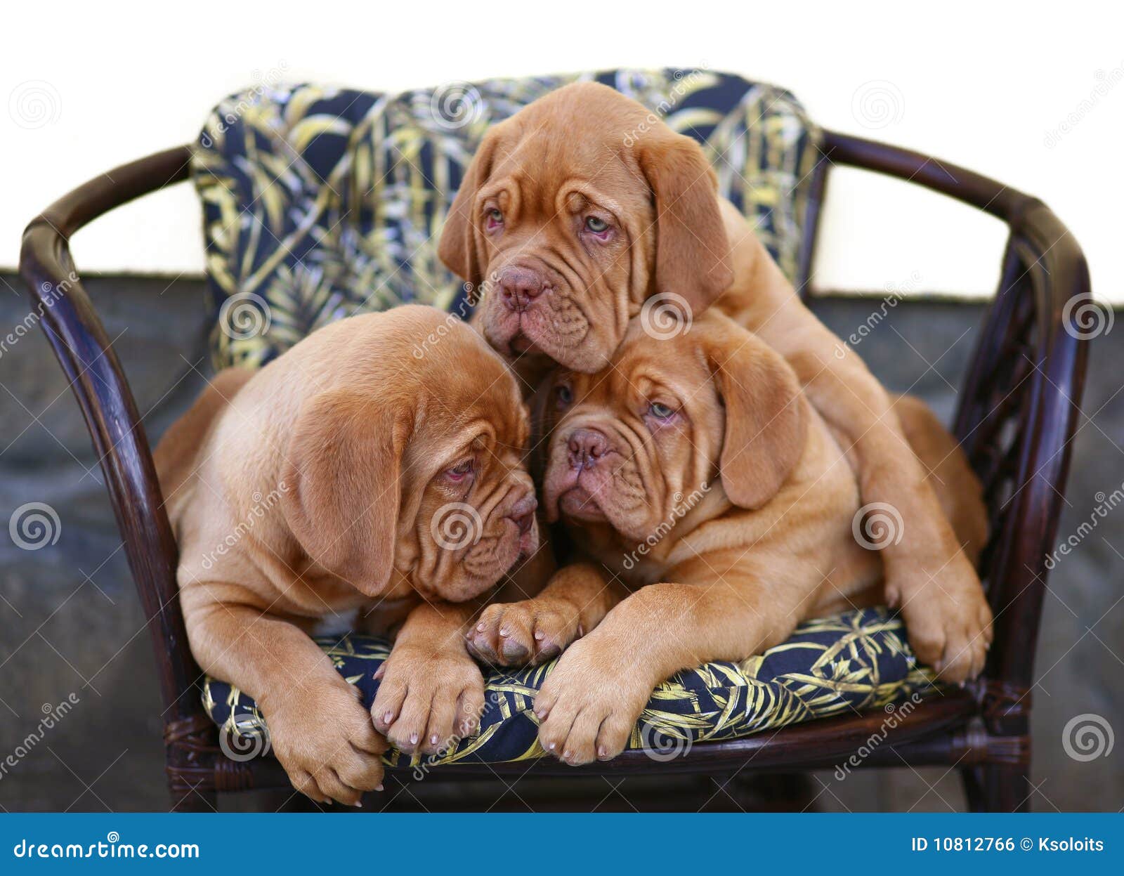 Three Puppies Of The Spitz-dog Stock Image | CartoonDealer.com #8888359