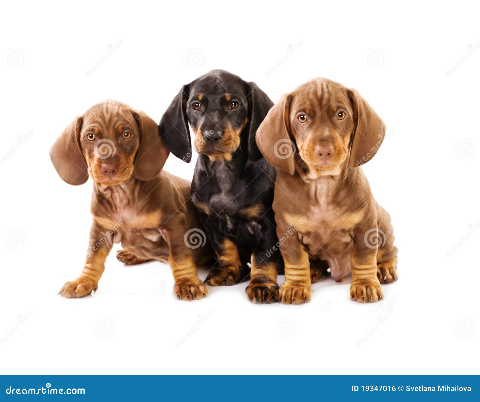 Three Puppies of Badger-dog Stock Photo - Image of togetherness, young ...