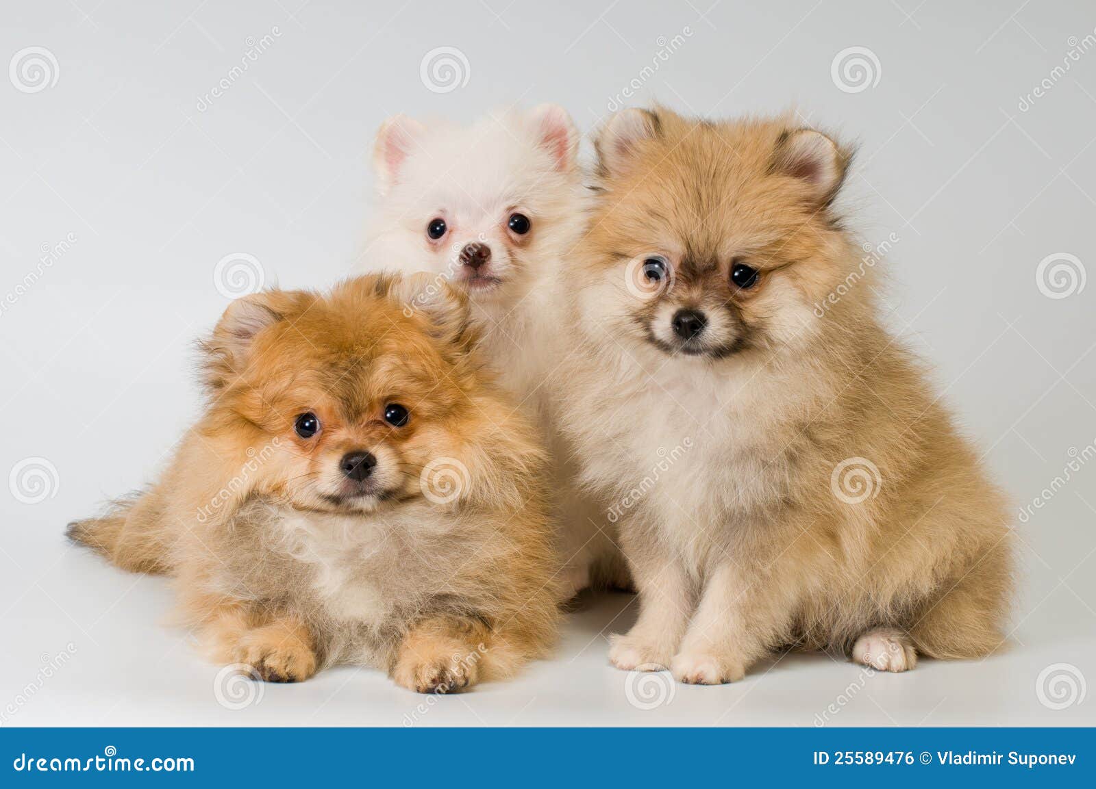 Three Puppies Breed Pomeranian Spitz Dog Photos - Free & Royalty-Free ...