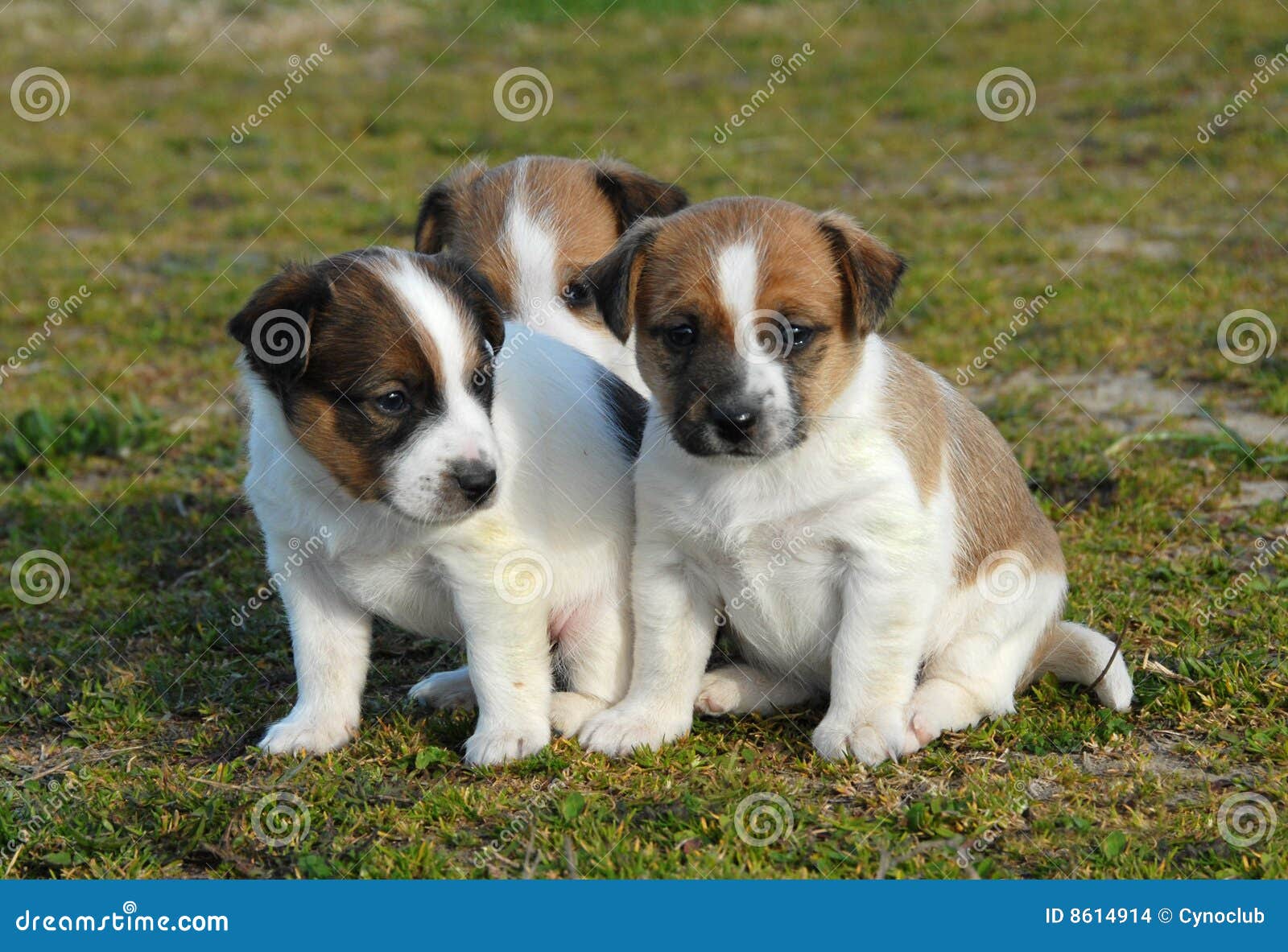 Three Puppies Jack Russel Terrier Stock Photo - Image of field, garden ...