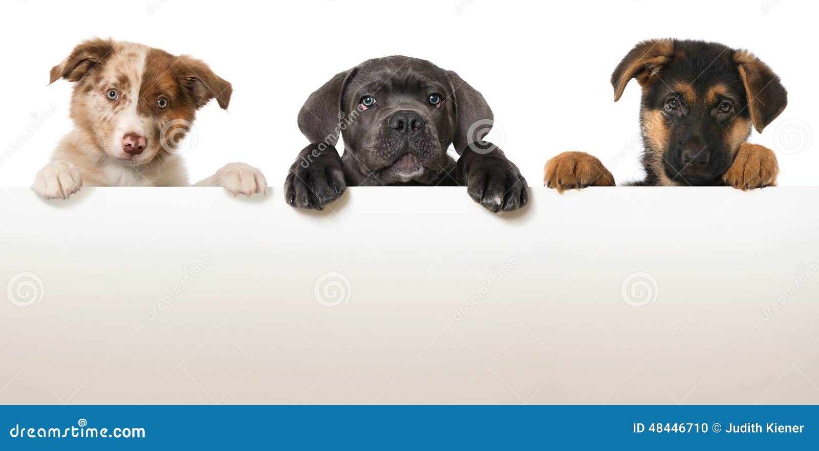 Three Puppies Peeking Stock Image | CartoonDealer.com #35259145