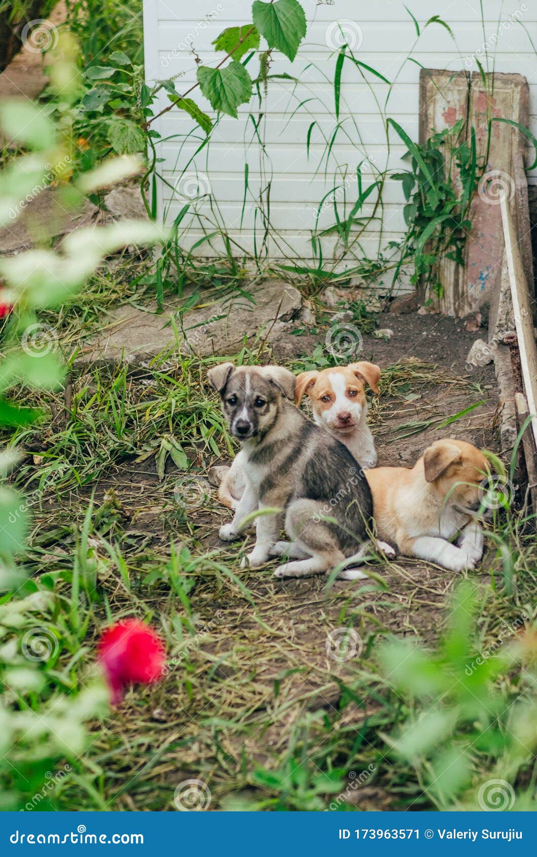 Three puppies outside stock image. Image of beautiful - 173963571