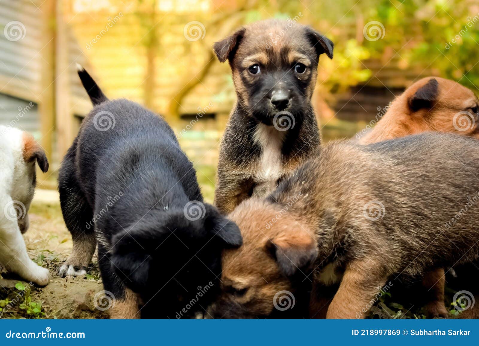 Three Puppies are Playing among Them on Standing and Looking at the ...