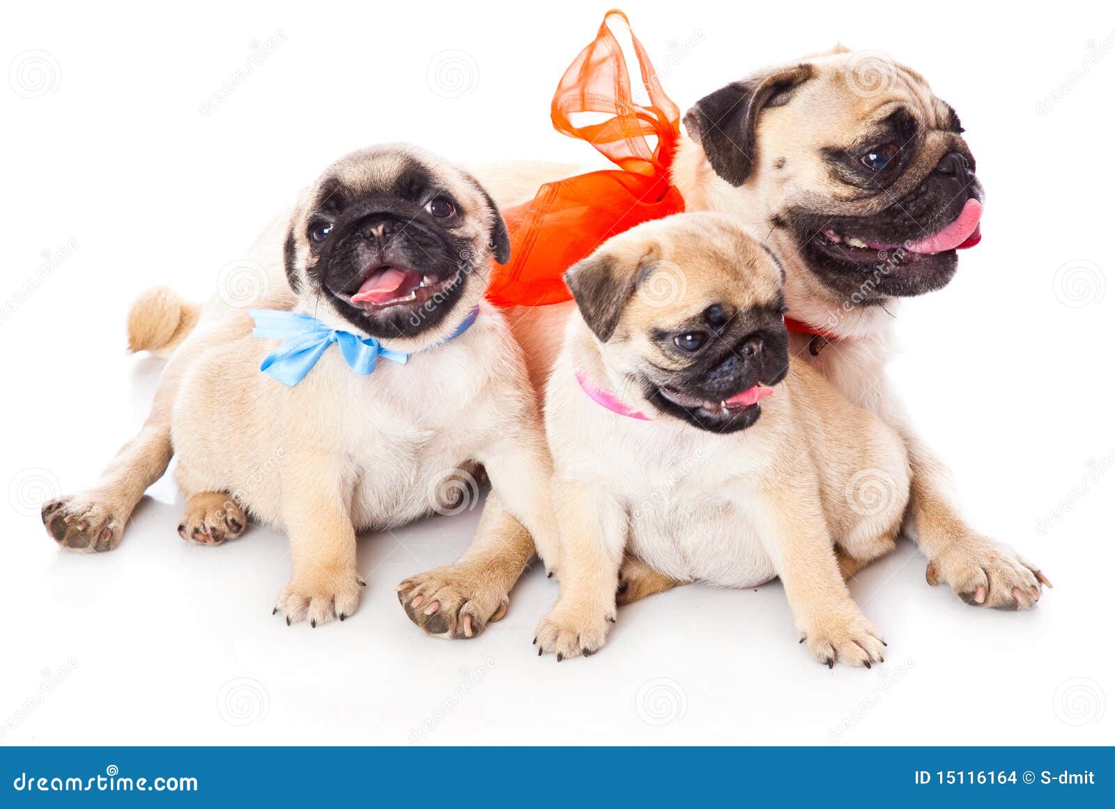 Three puppies of pug stock photo. Image of mops, breed - 15116164