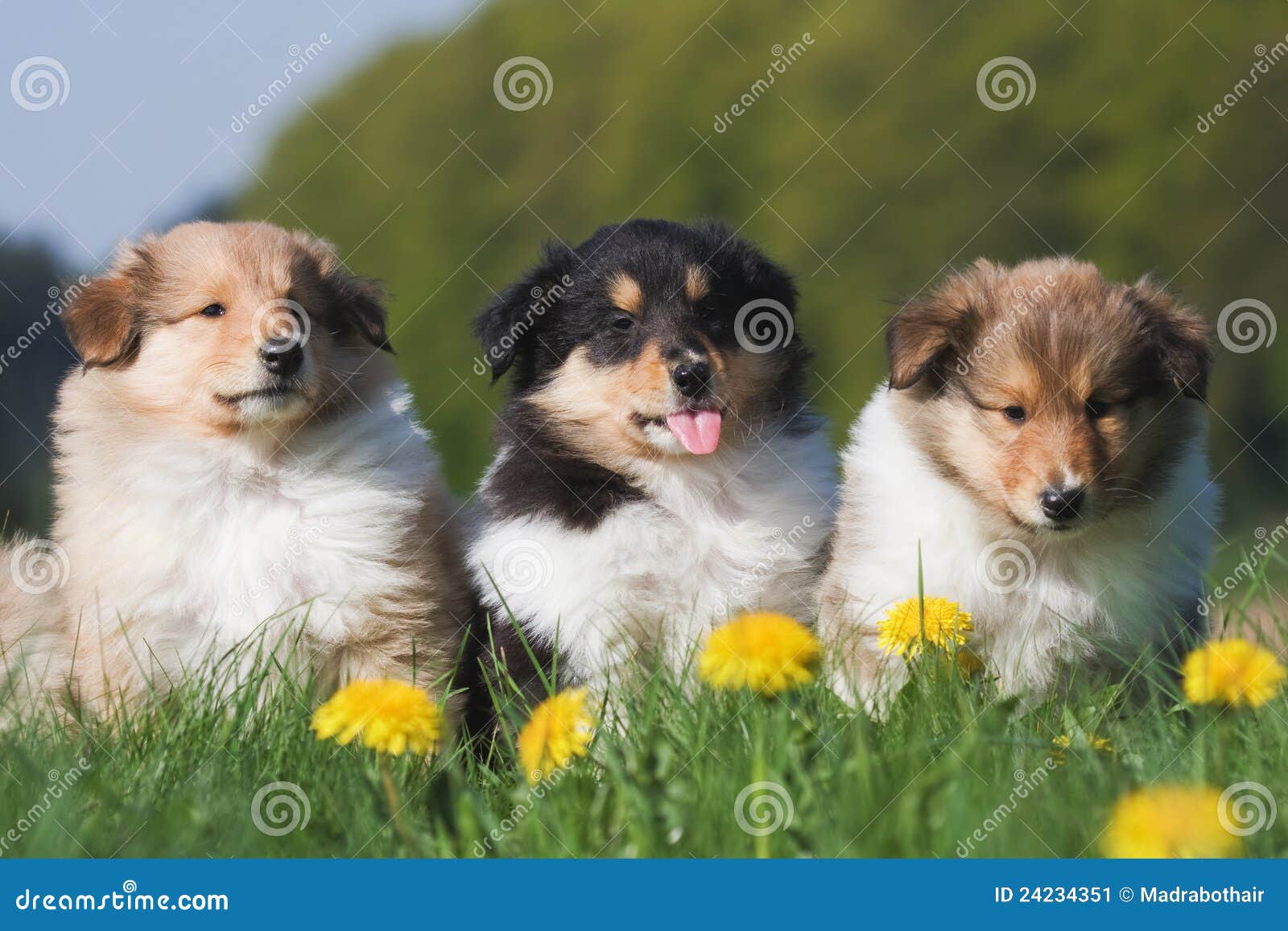 Three puppies in a row stock image. Image of siblings - 24234351