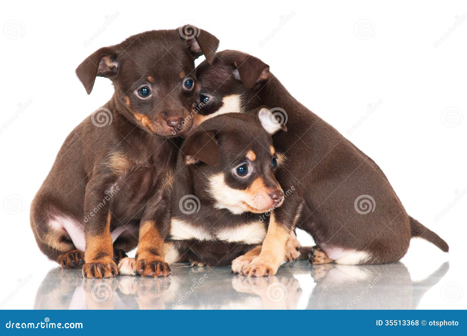 Three puppies together stock photo. Image of canine, miniature - 35513368