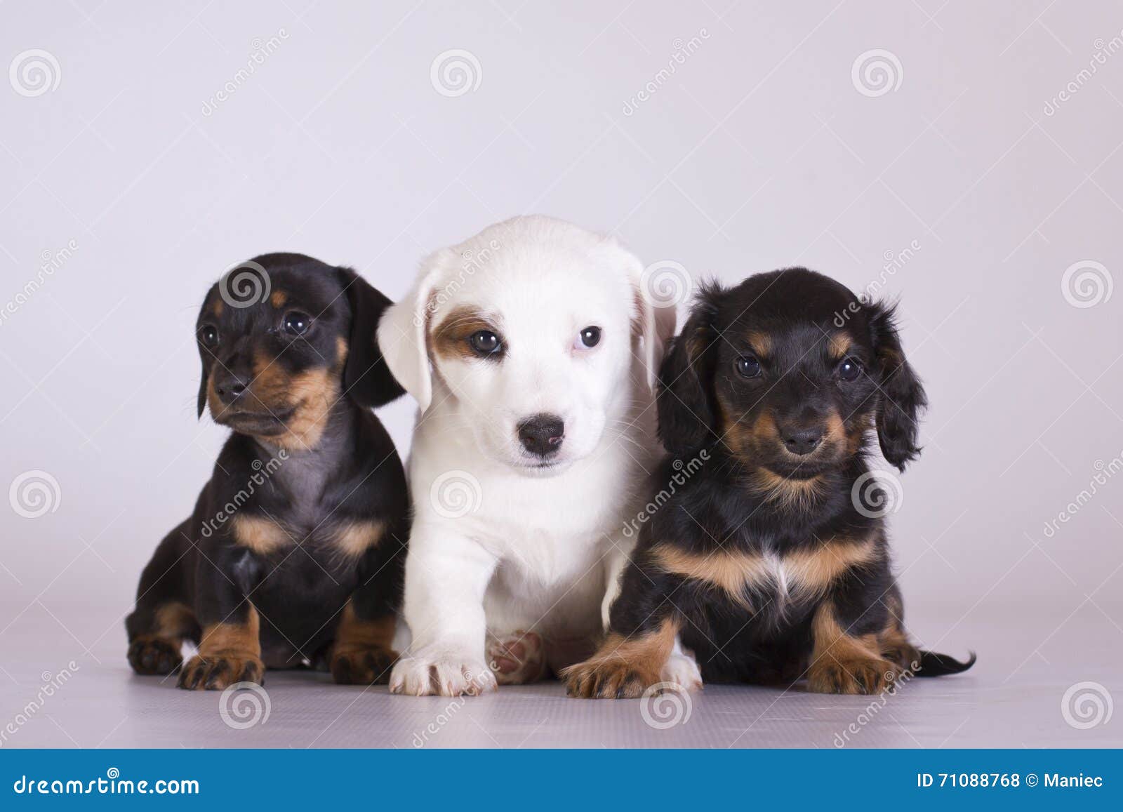 Three Puppies Of The Spitz-dog Stock Image | CartoonDealer.com #8888359