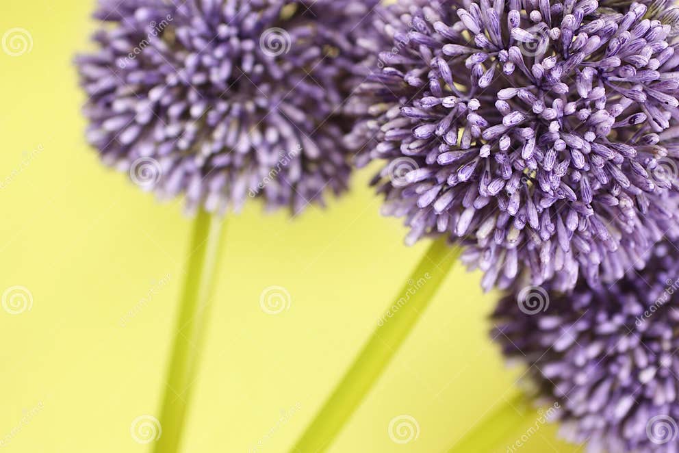 Three purple Alium flowers stock image. Image of purple - 10430125