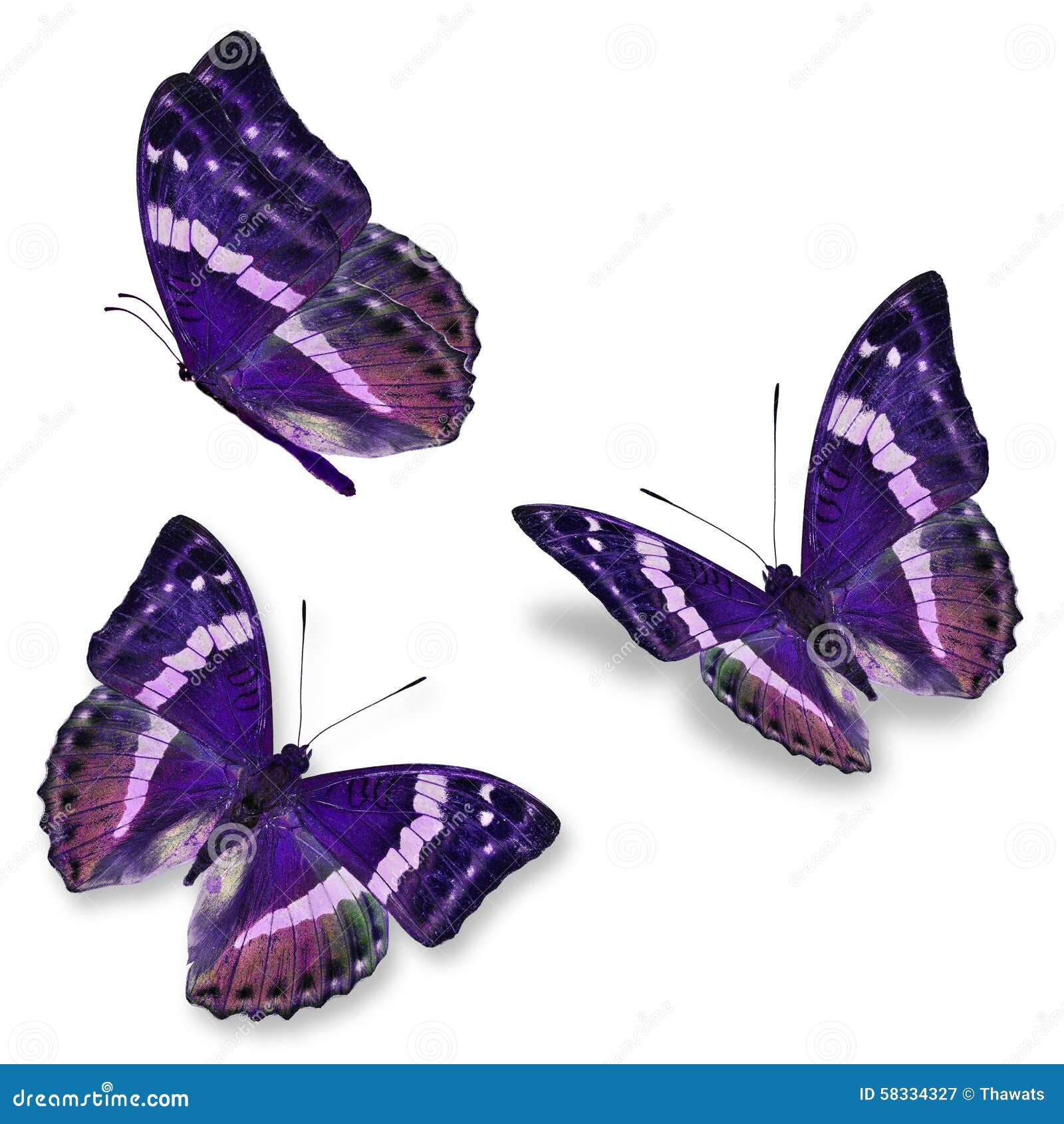 Purple Butterfly Bush With Butterflies Stock Photography ...